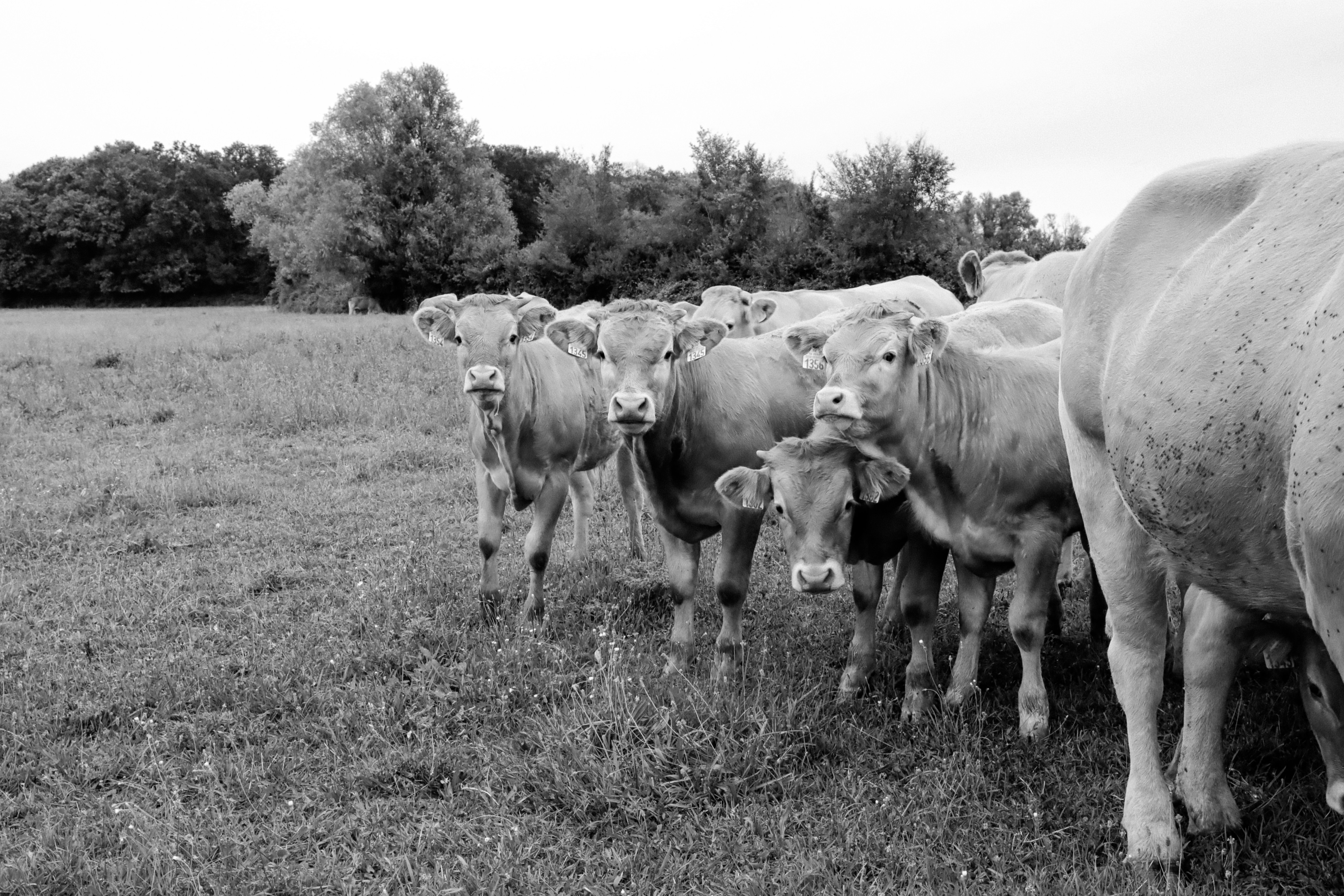 Grayscale photo of herd of cow on grass field photo – Free Animals ...