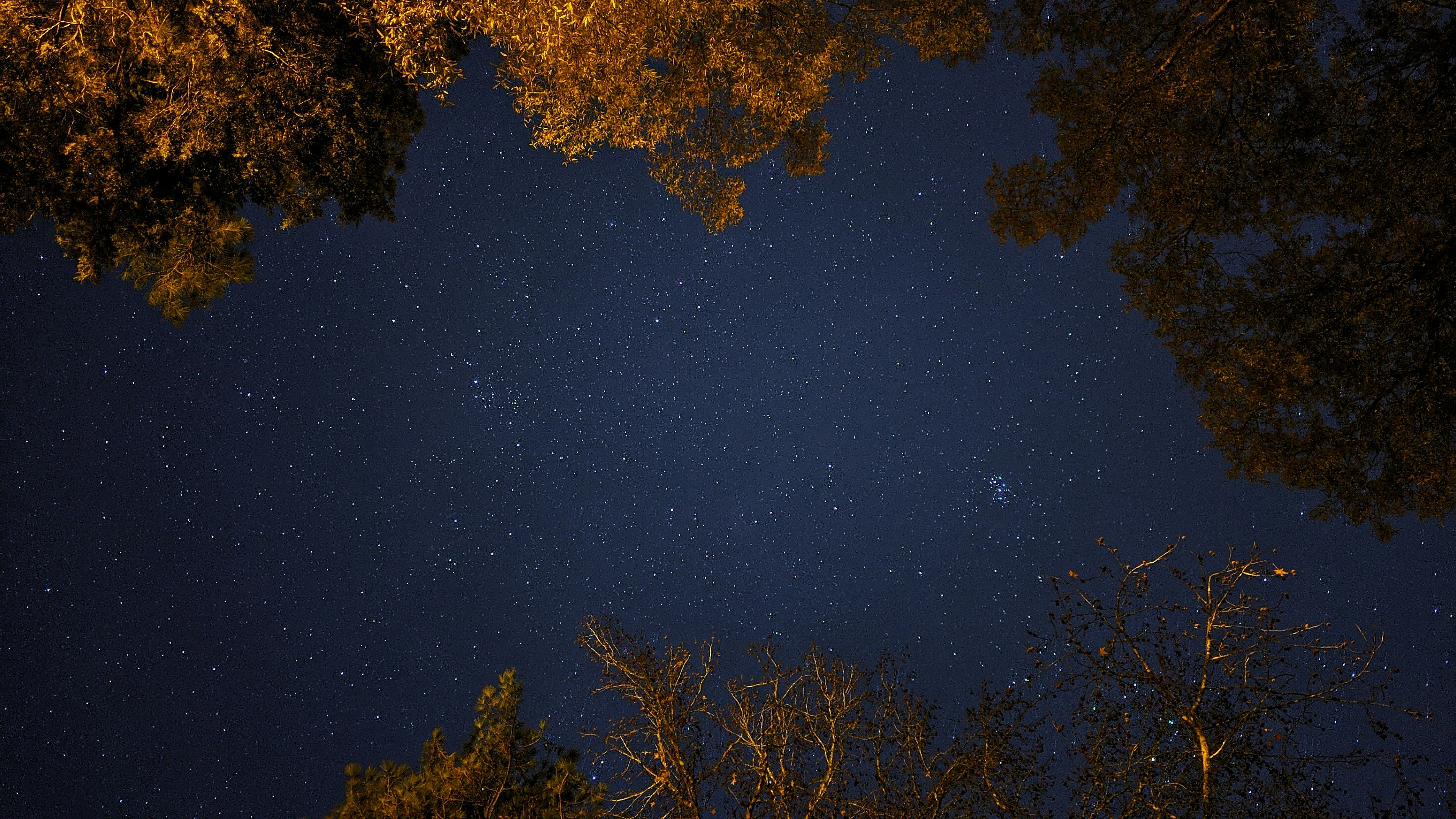 Autumn Canopy Over a Quiet Starry Night