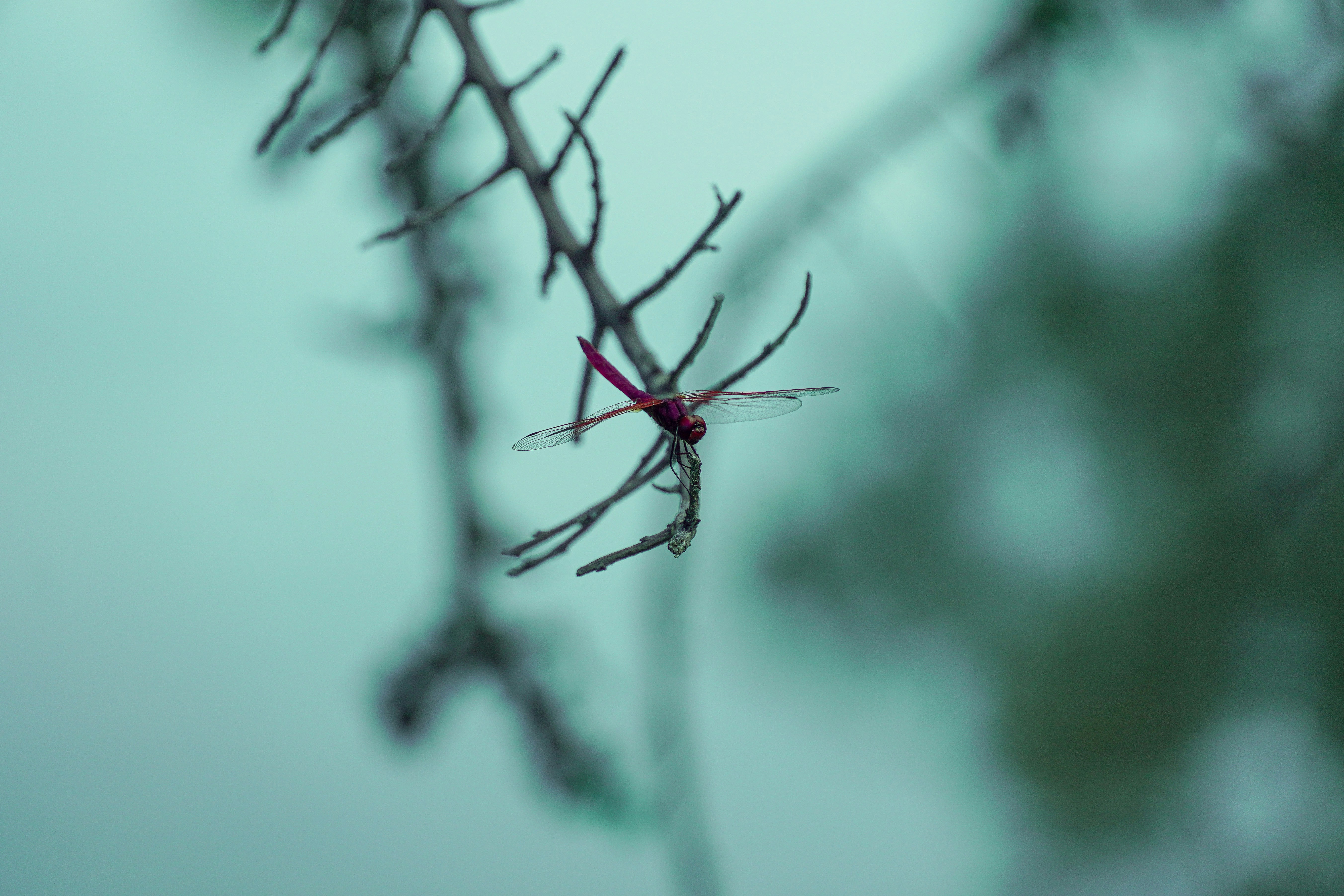 Crystalline Dragonfly on a Frayed Twig in Soft Turquoise Haze