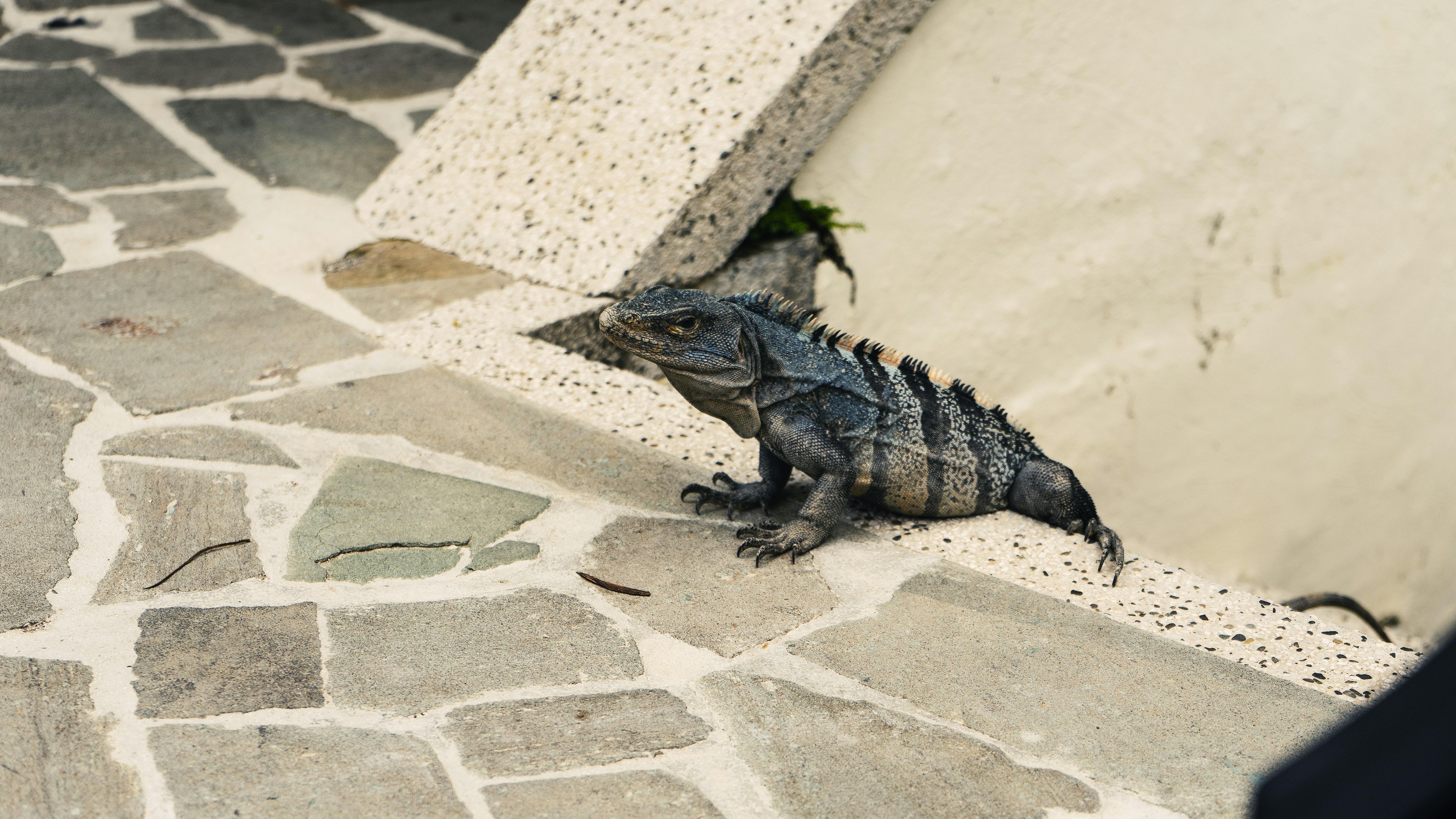Iguana perched on a textured stone pathway, blending with its surroundings. The creature's intricate scales are highlighted against the natural backdrop.