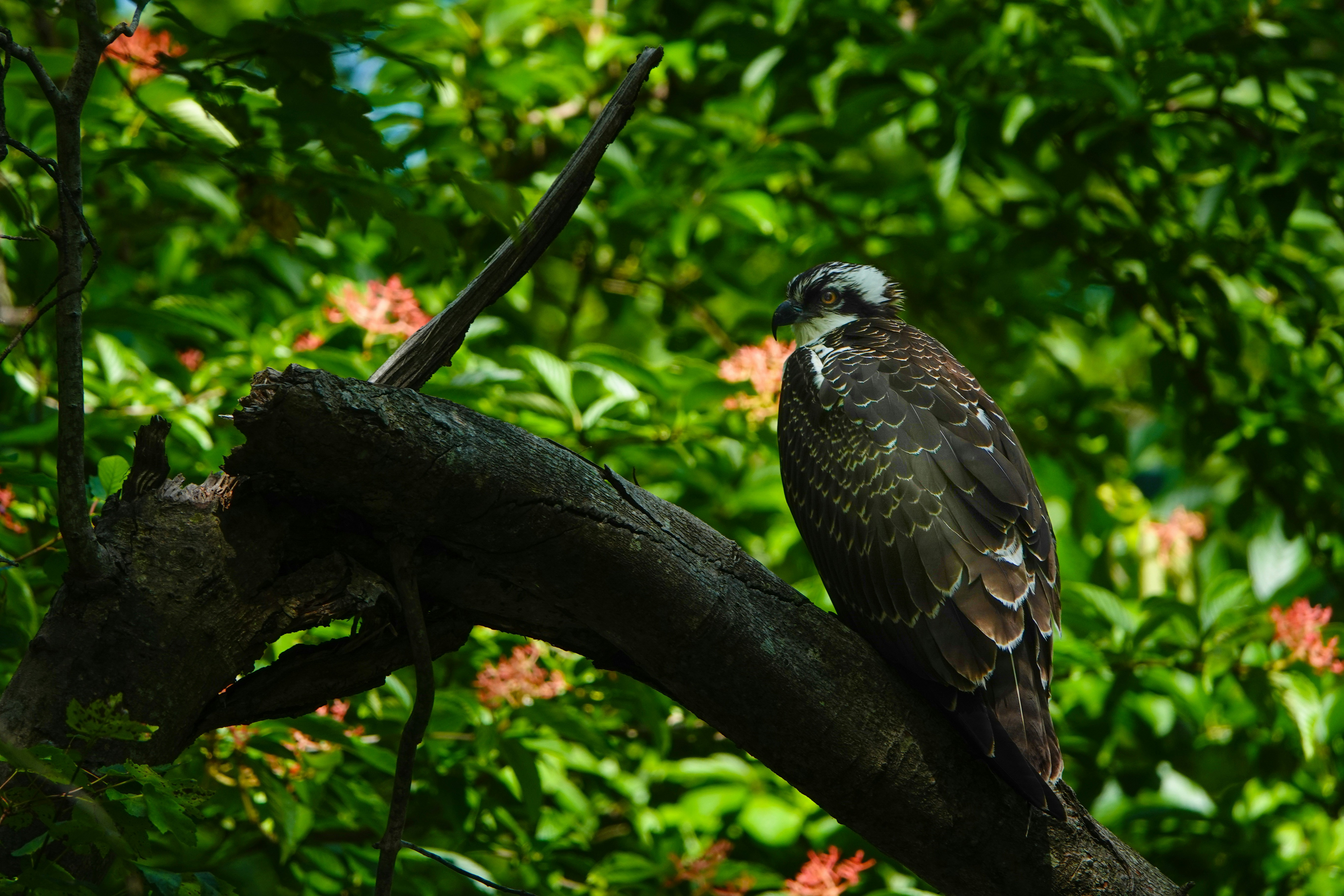 Hawk resting