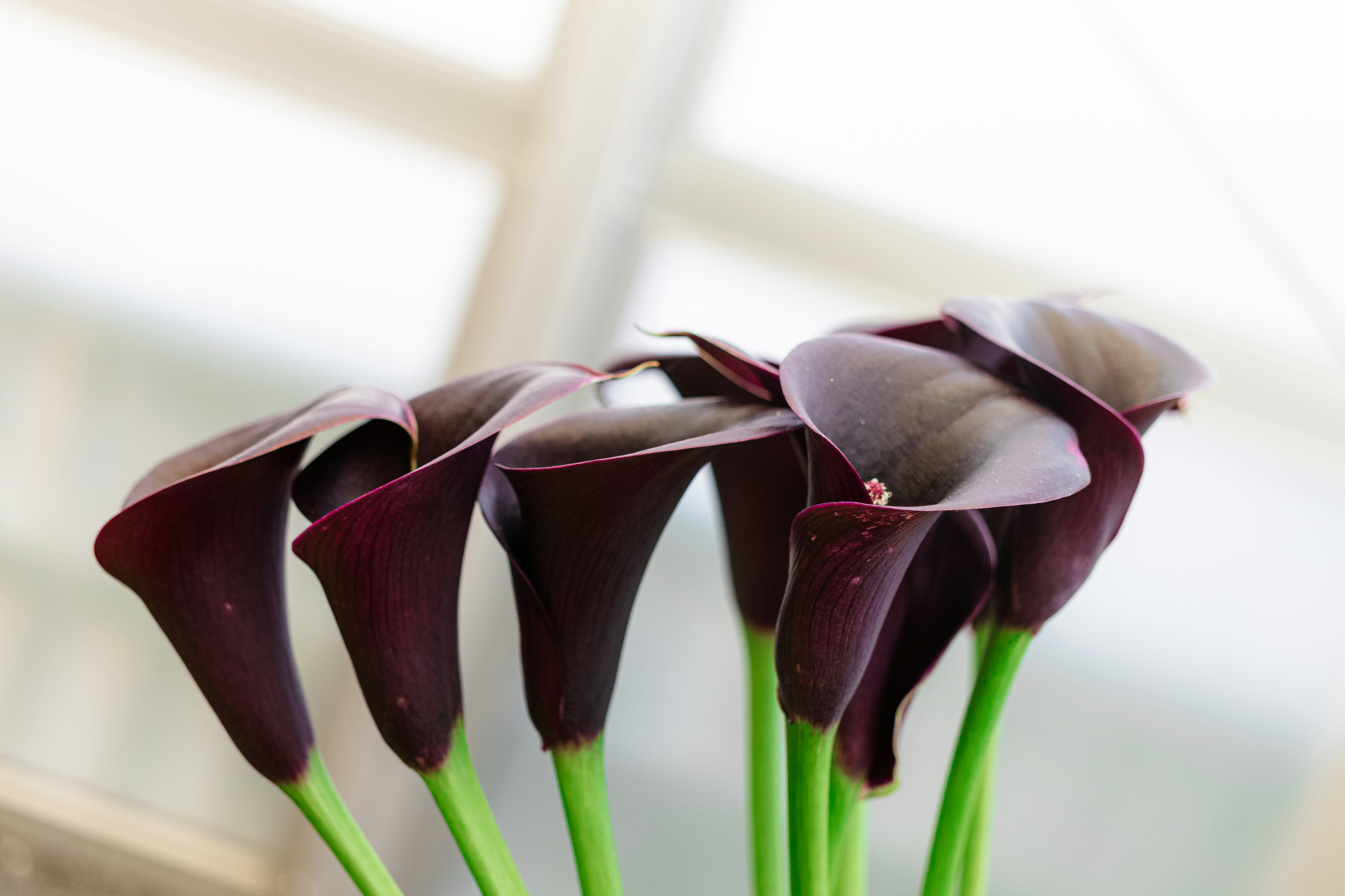 A bouquet of very dark purple calla lilies in the flower exhibition at Landesgartenschau Ingolstadt 2020/ 2021.