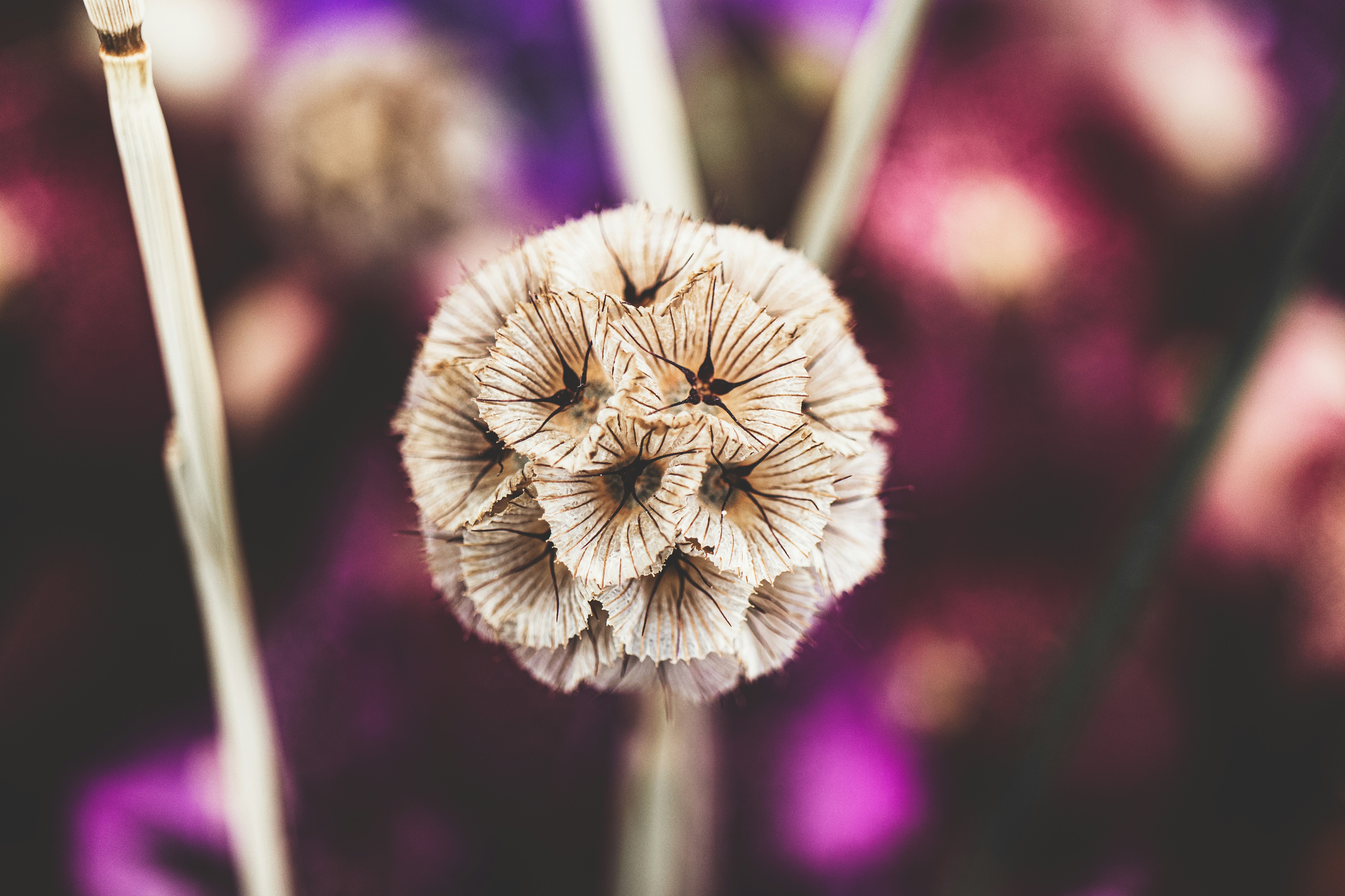 White flower in tilt shift lens photo – Free Background Image on Unsplash