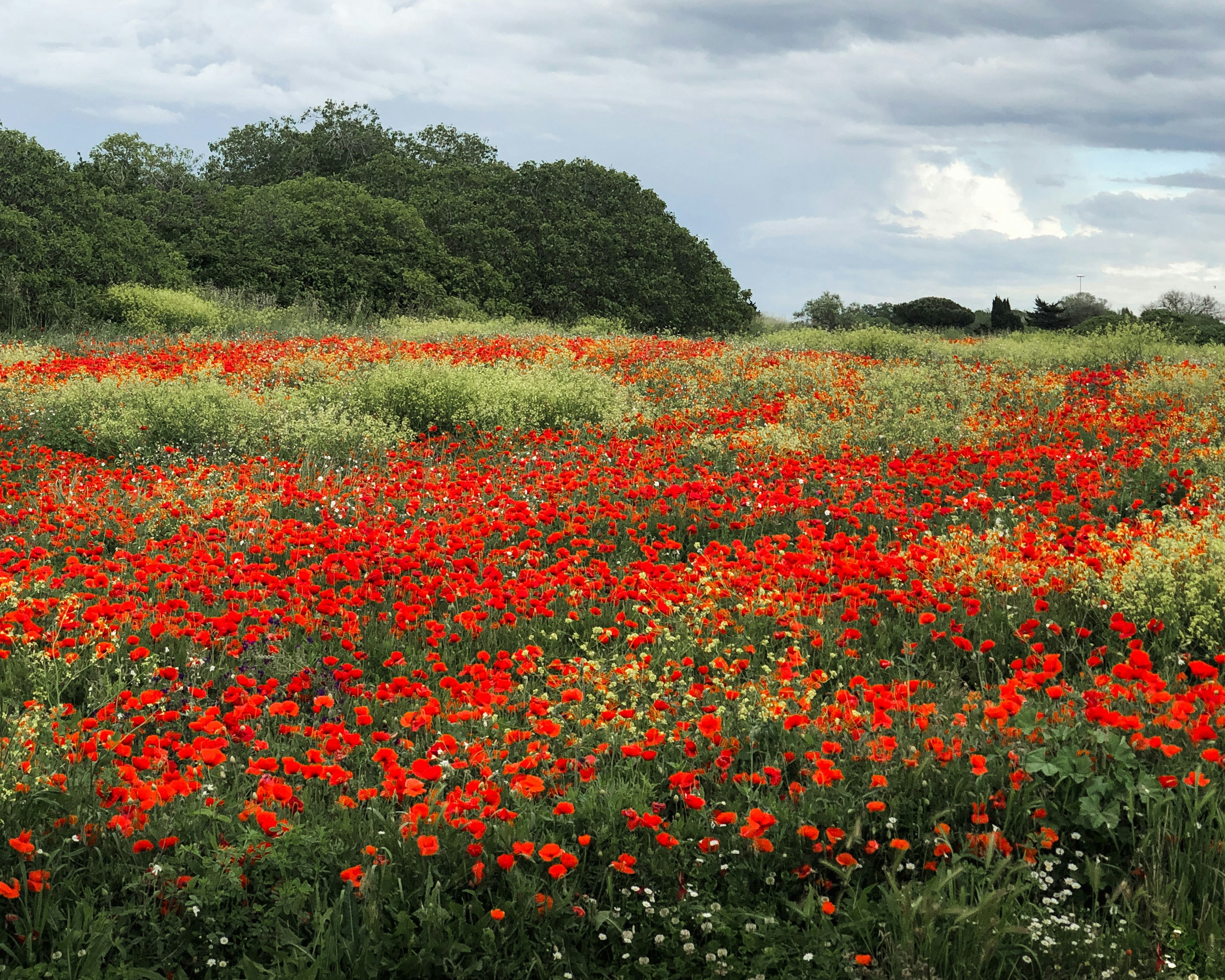 Champ de fleurs rouges pendant la journée photo – Photo Champ Gratuite ...
