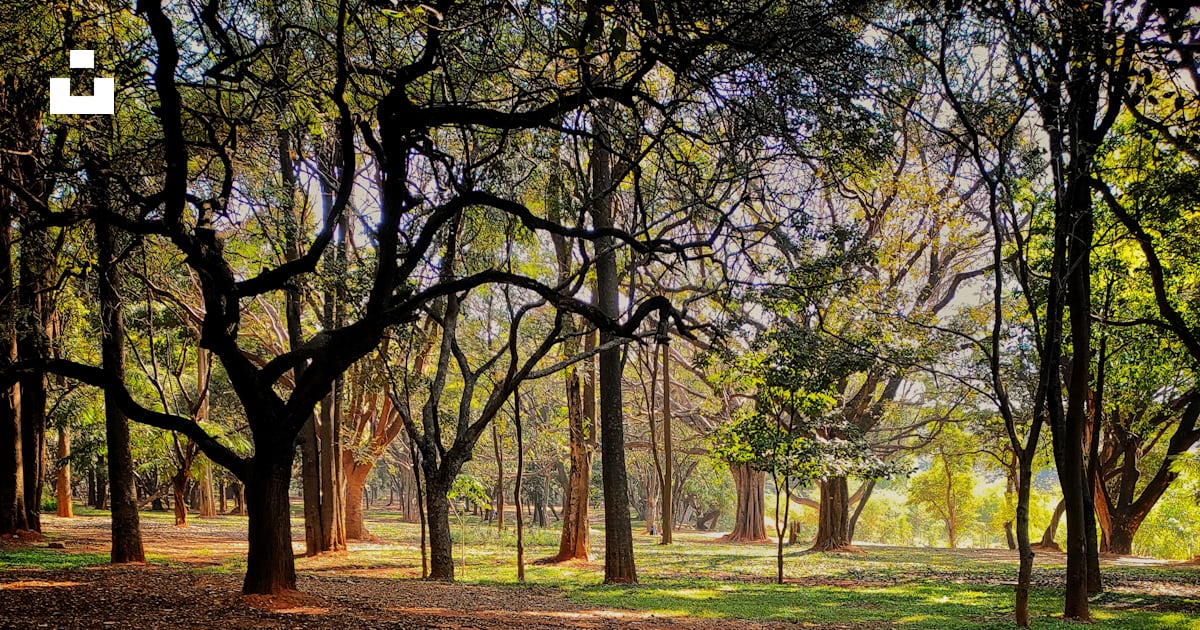 Brown Trees On Green Grass Field During Daytime Photo Free Bangalore Image On Unsplash