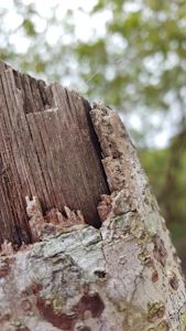 Split Timber Portrait: Weathered Bark Fracture in Soft Forest Light