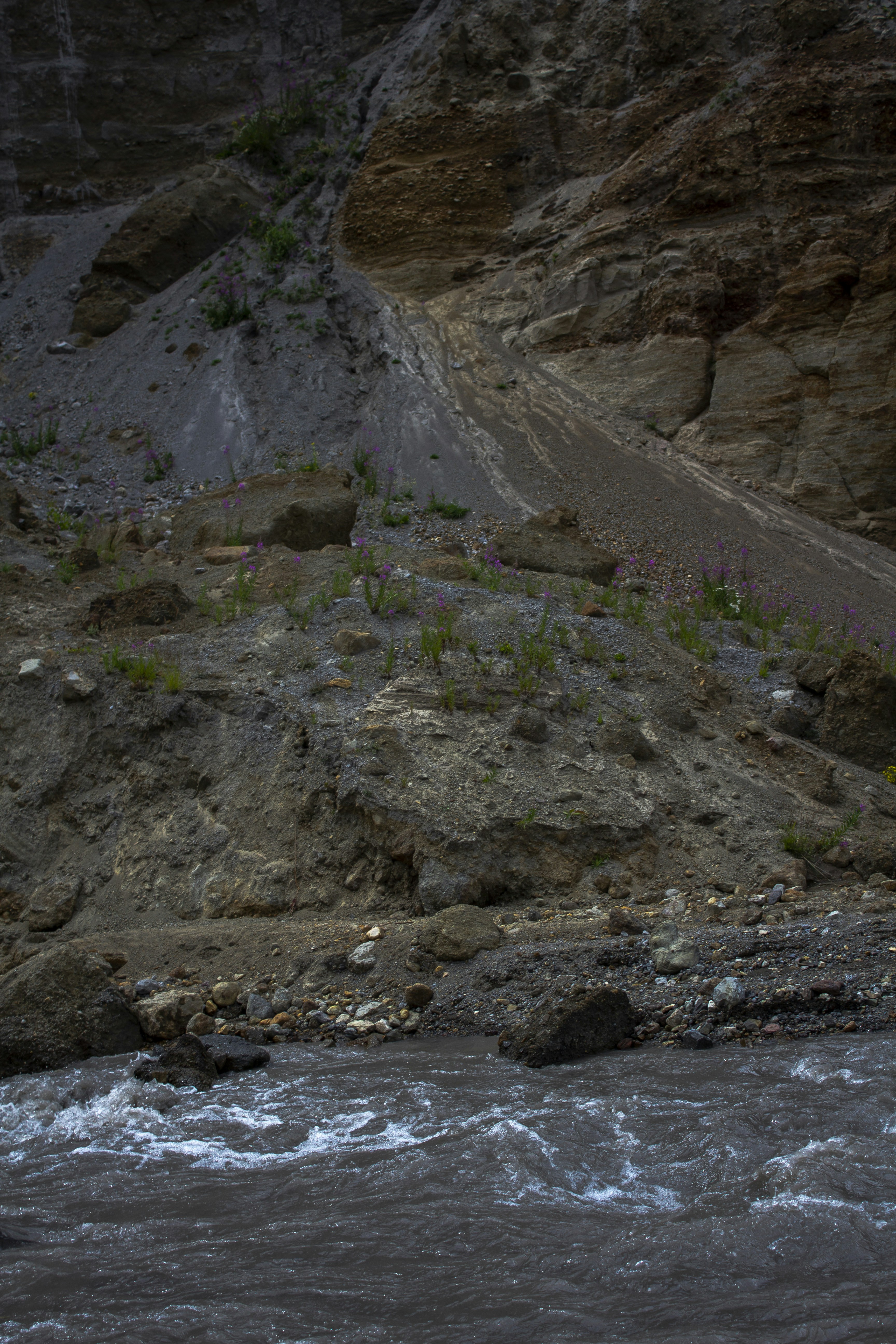 Purple Wildflowers Cling to a Rugged Canyon Riverbank