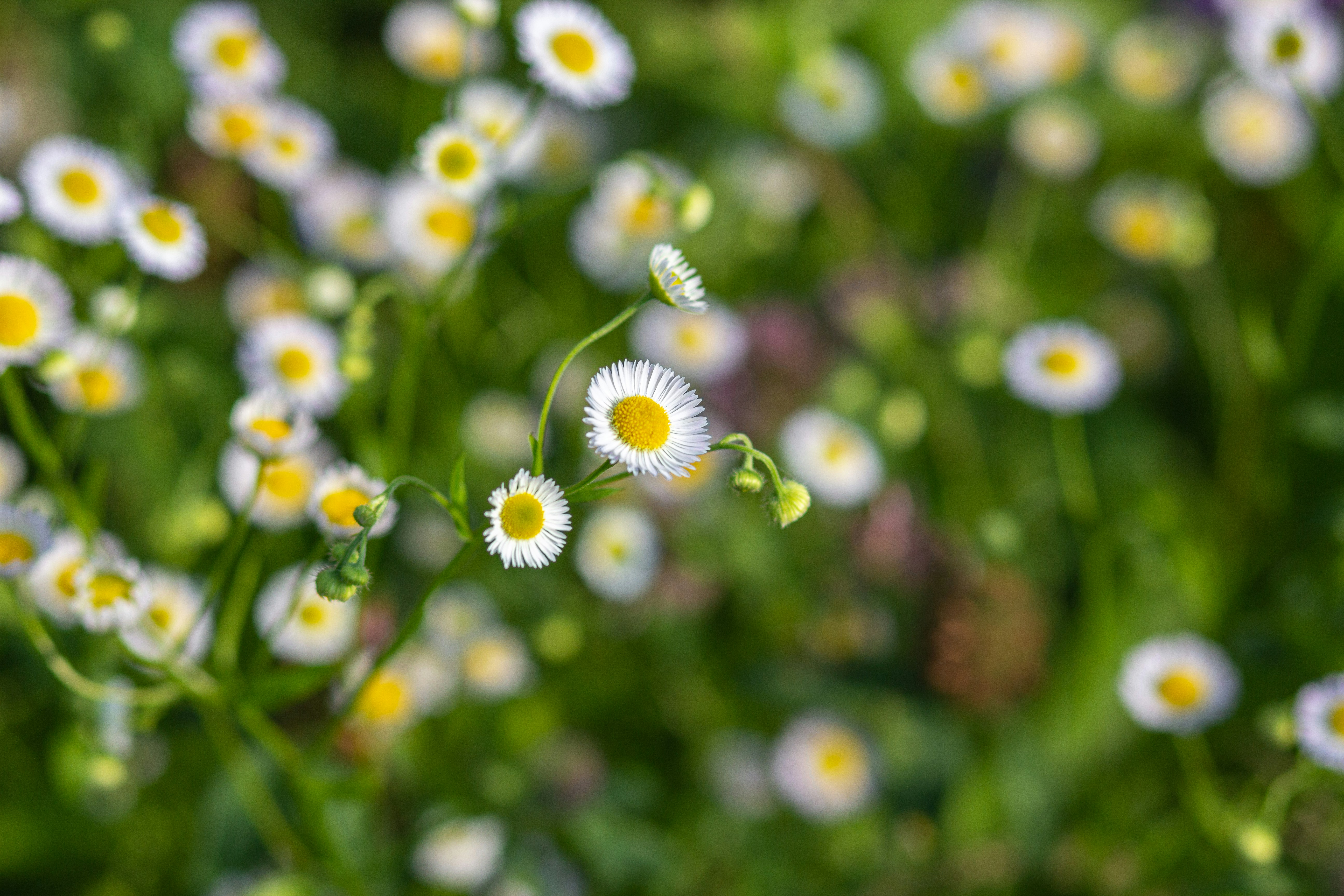 Delicate daisies sway gently amidst a lush green backdrop, capturing the essence of spring's renewal.