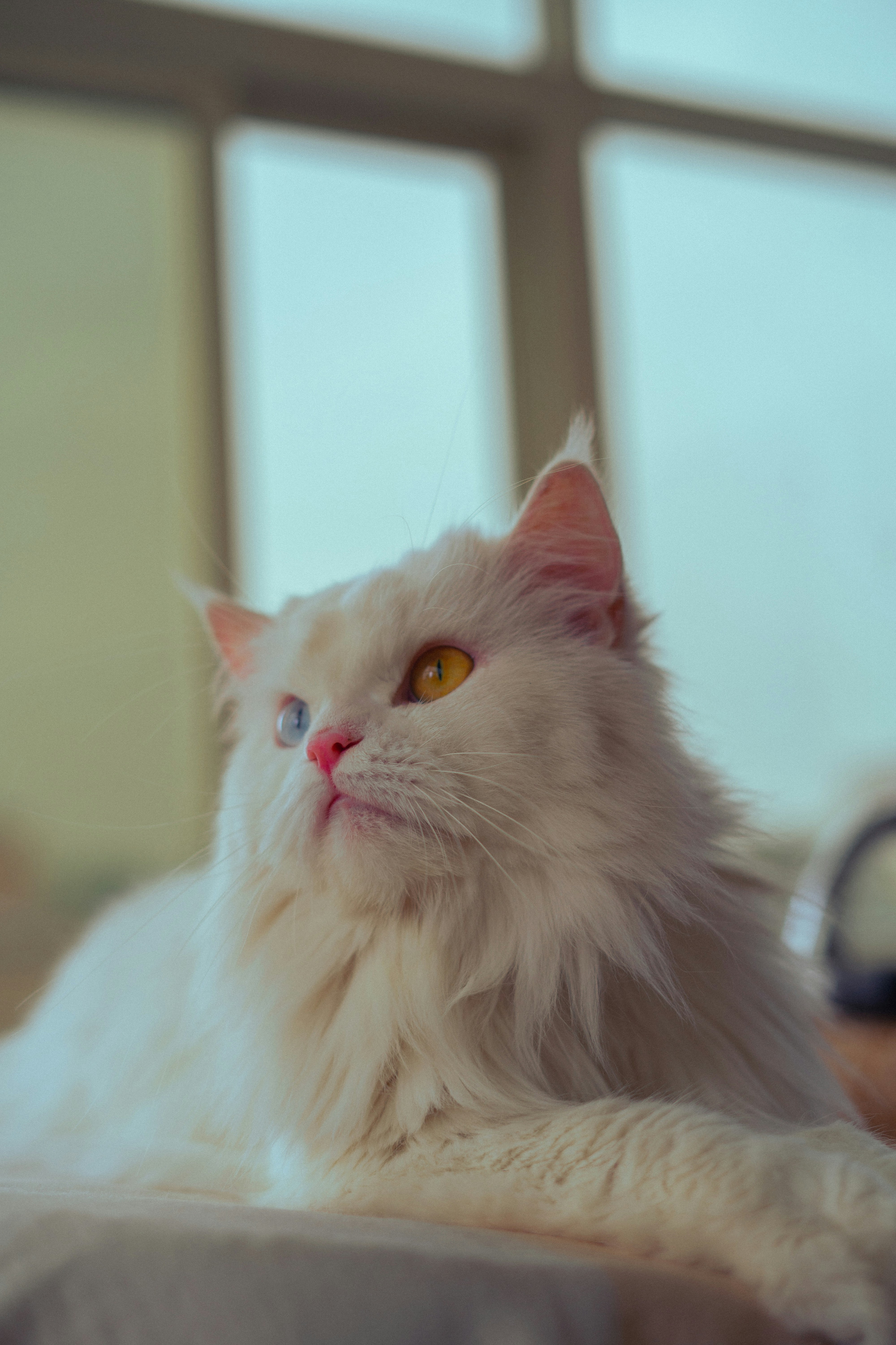 Fluffy white cat with striking heterochromia gazes thoughtfully, bathed in soft natural light. The serene atmosphere highlights its elegant features.
