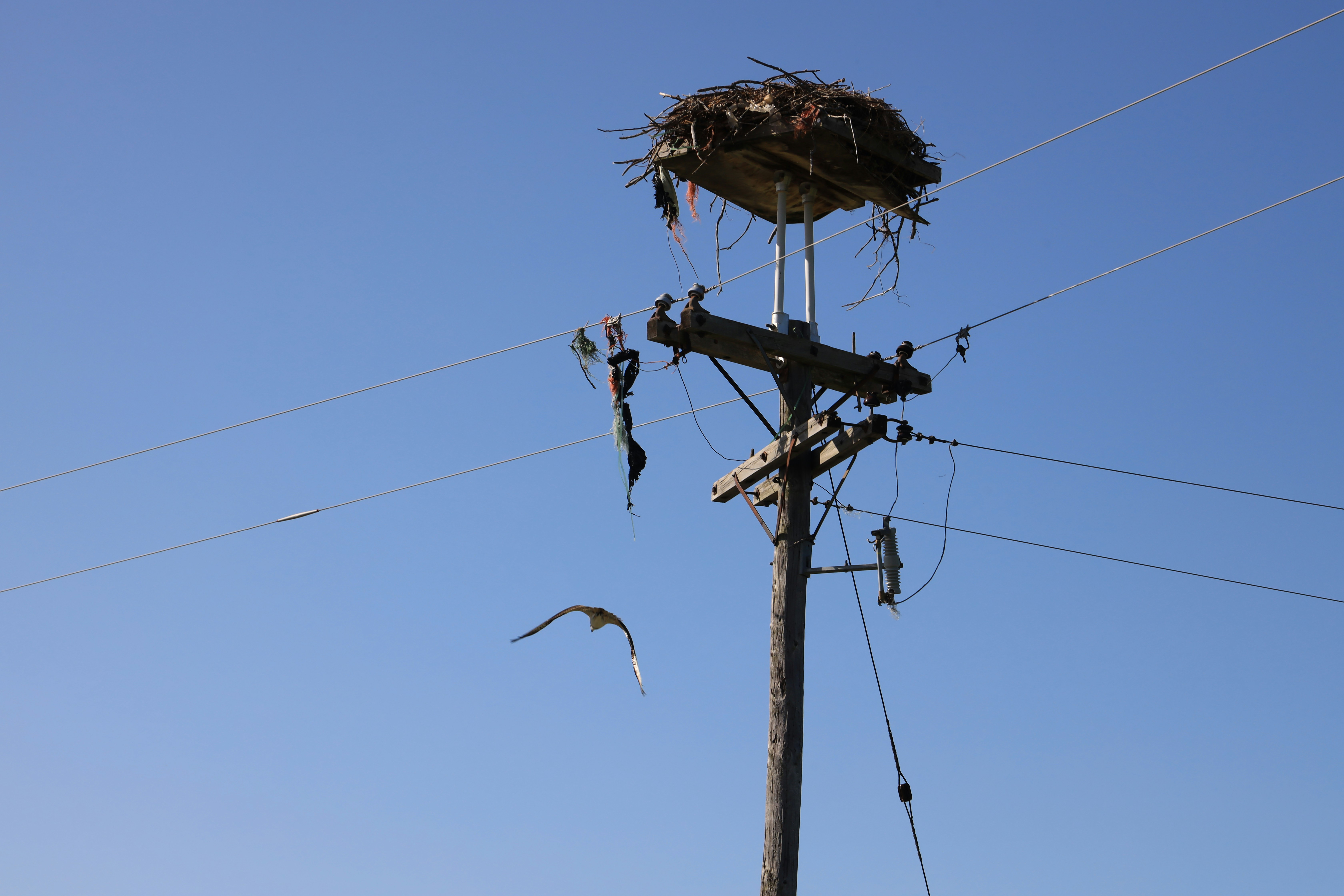 Pole-Top Nest Against a Cerulean Sky