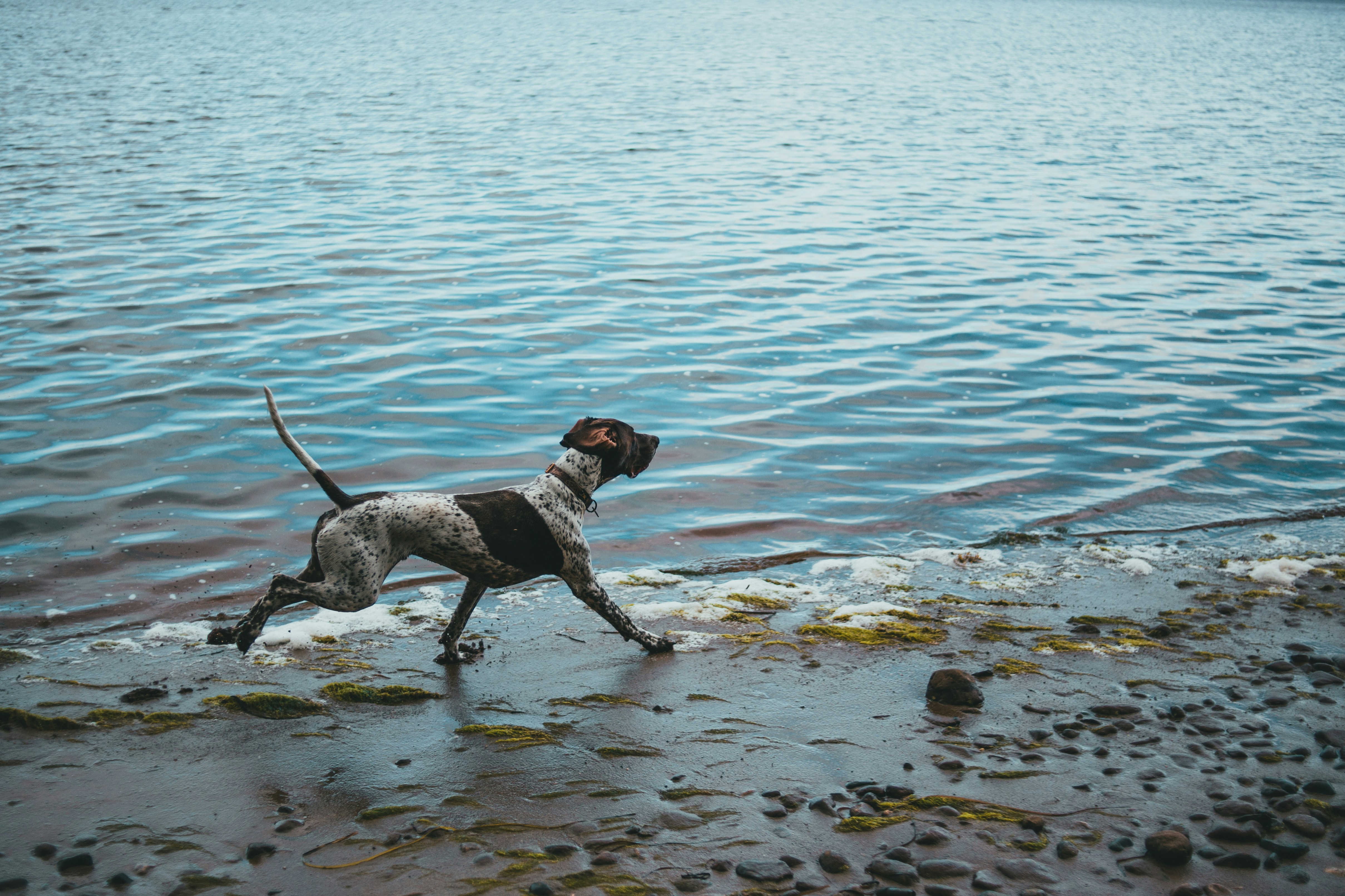 A dog joyfully running along the water's edge, splashing through the shallow surf. The scene captures the essence of playful exploration in nature.