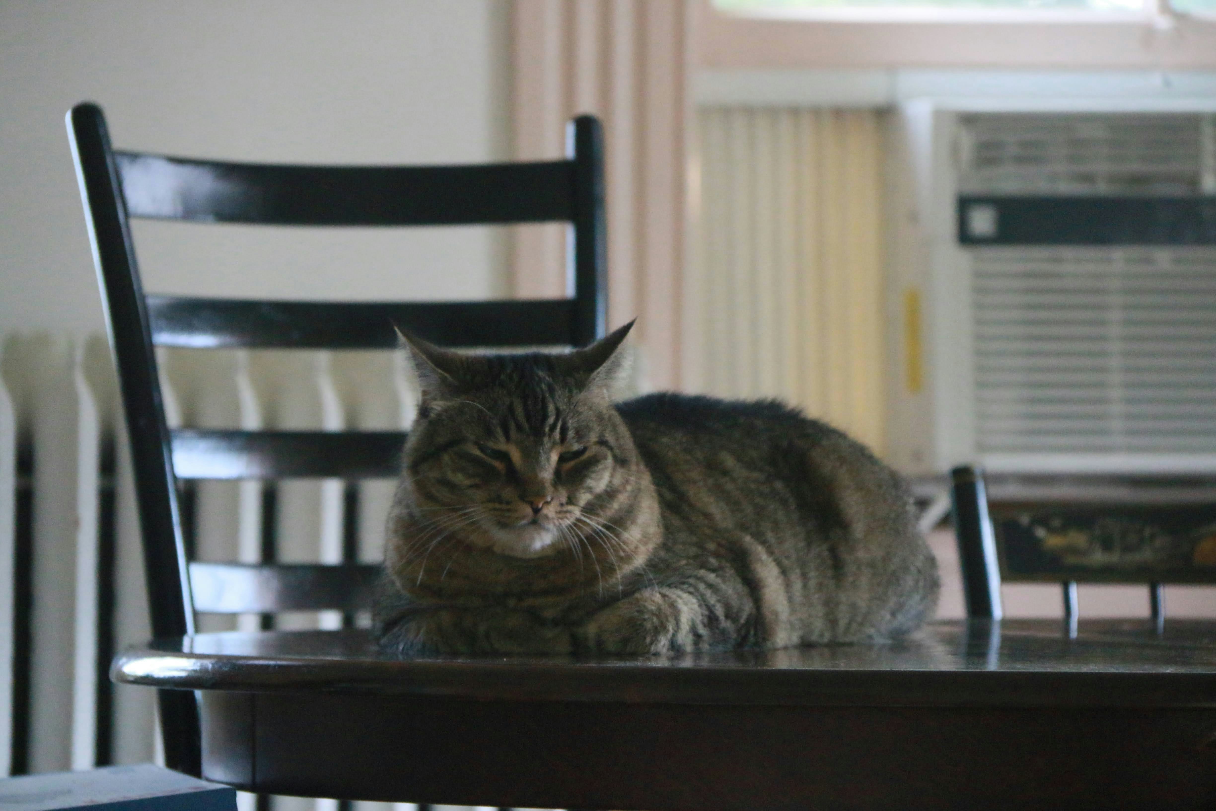 Cat on round table with crisscross background created by slatted chair and old fashioned radiator
