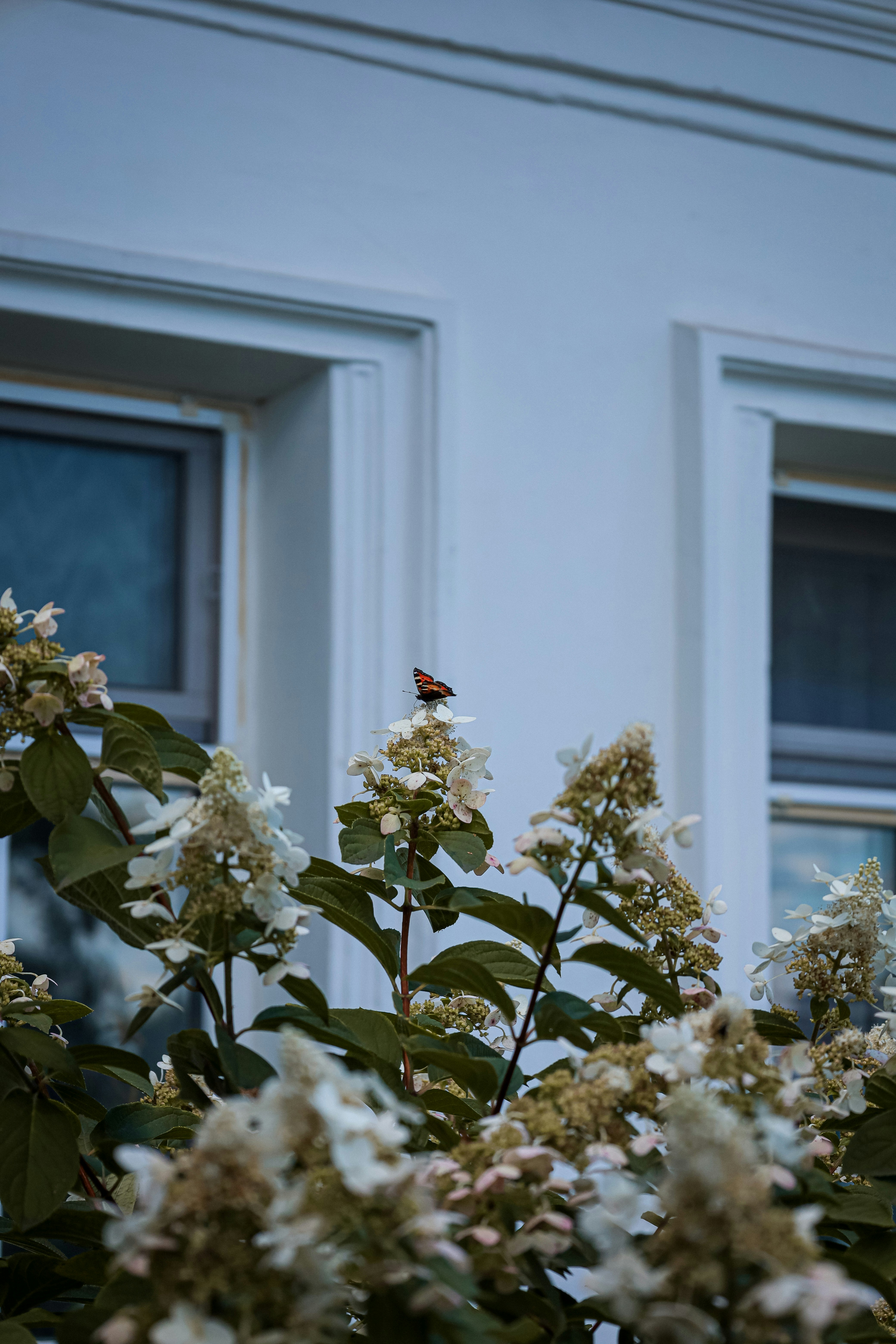 red and white bird on green plant