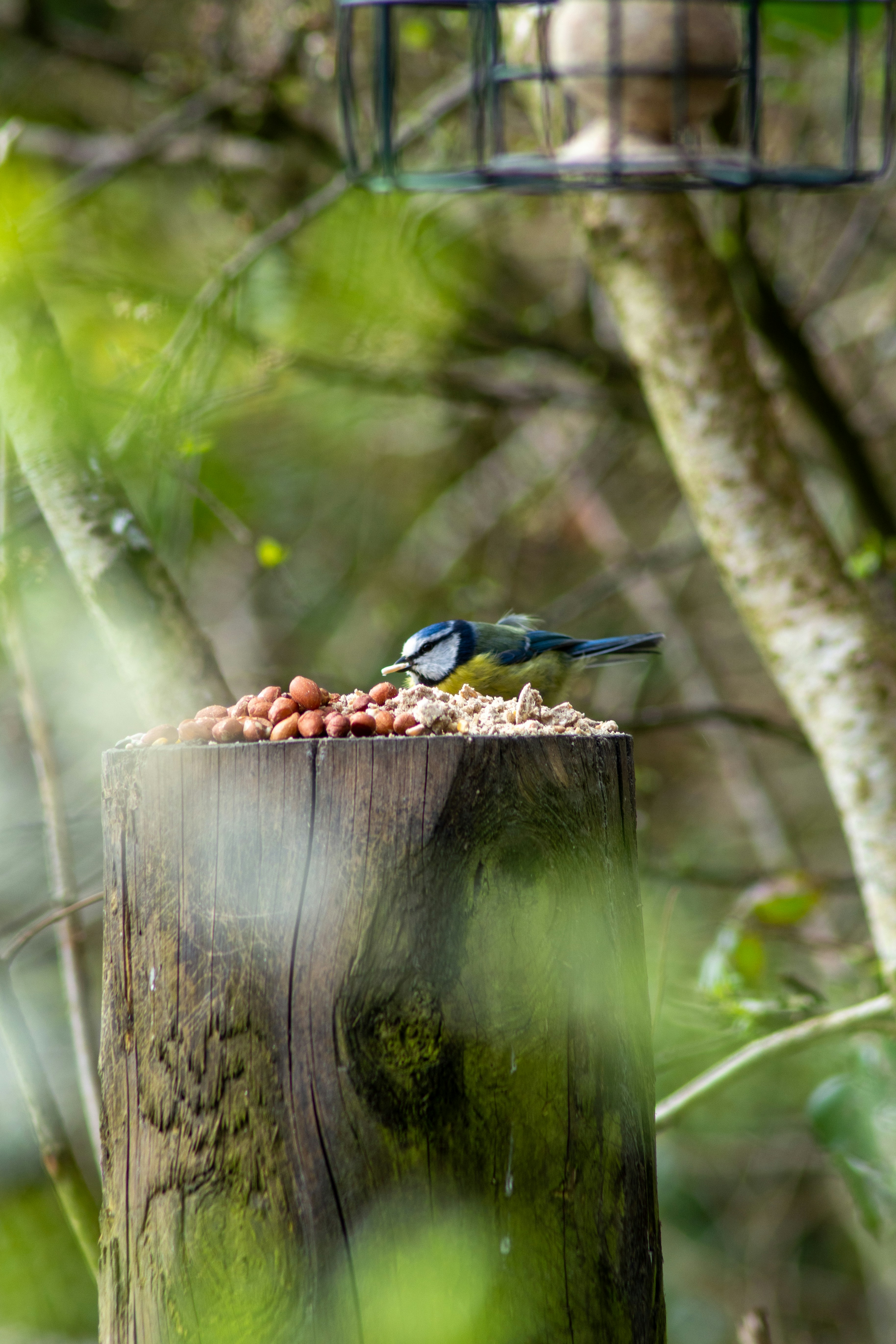 Blue bird on brown wooden log photo – Free Dartmoor Image on Unsplash