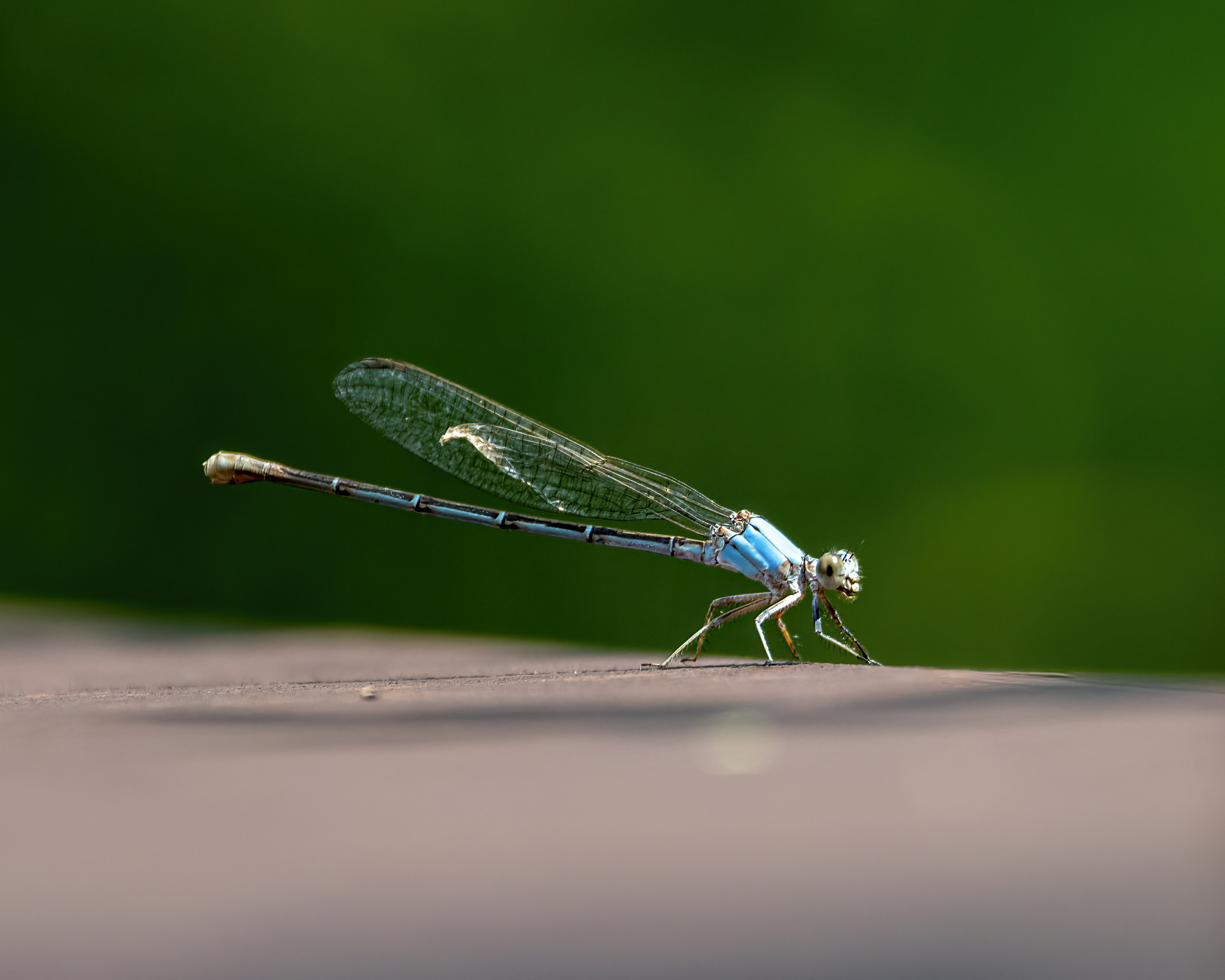 Blue-tailed damselfly on a sunlit plank: a micro-moment of balance and detail