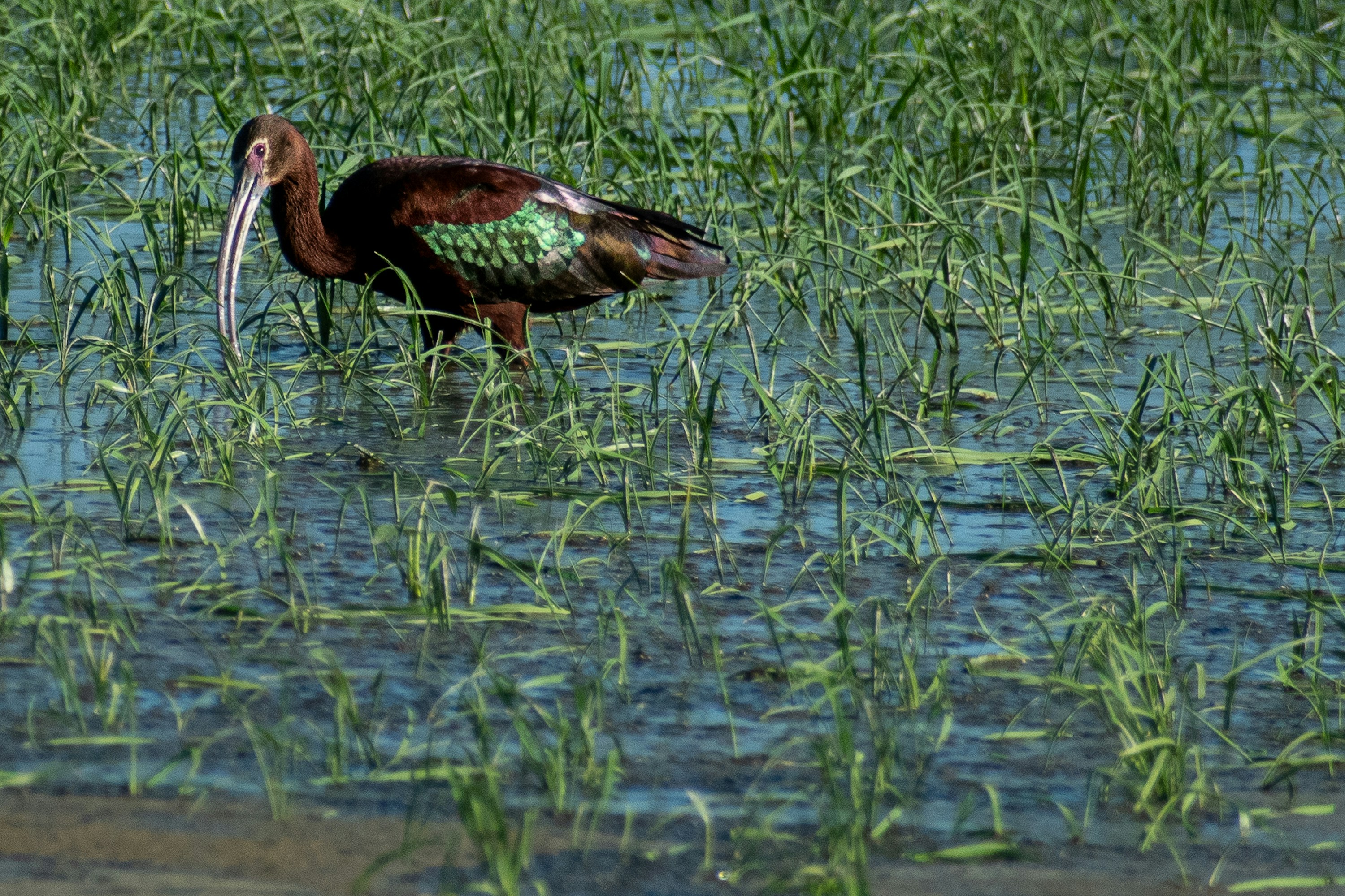 Iridescent Ibis Among Marsh Grass