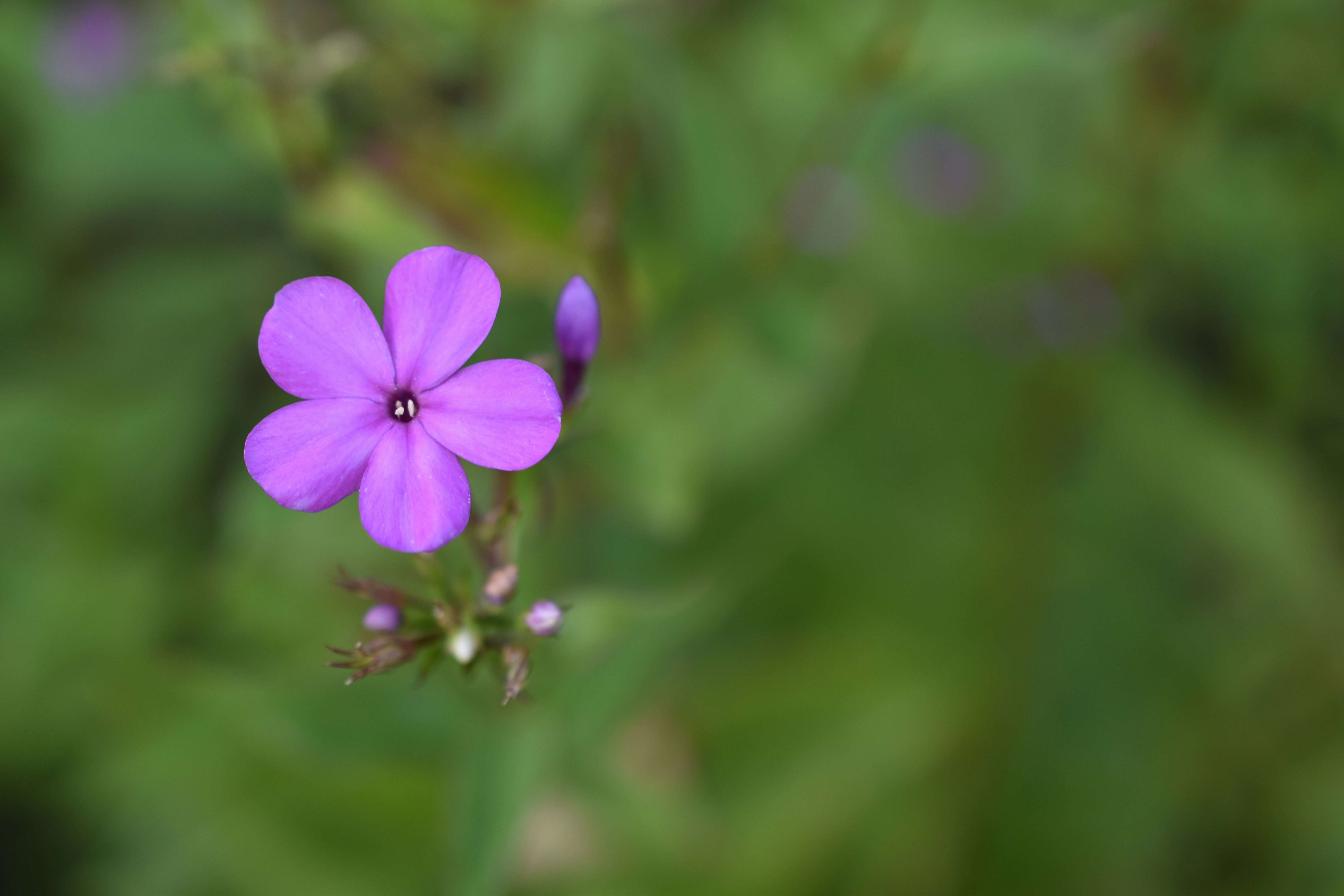 Light Purple Flower With 5 Petals | Best Flower Site