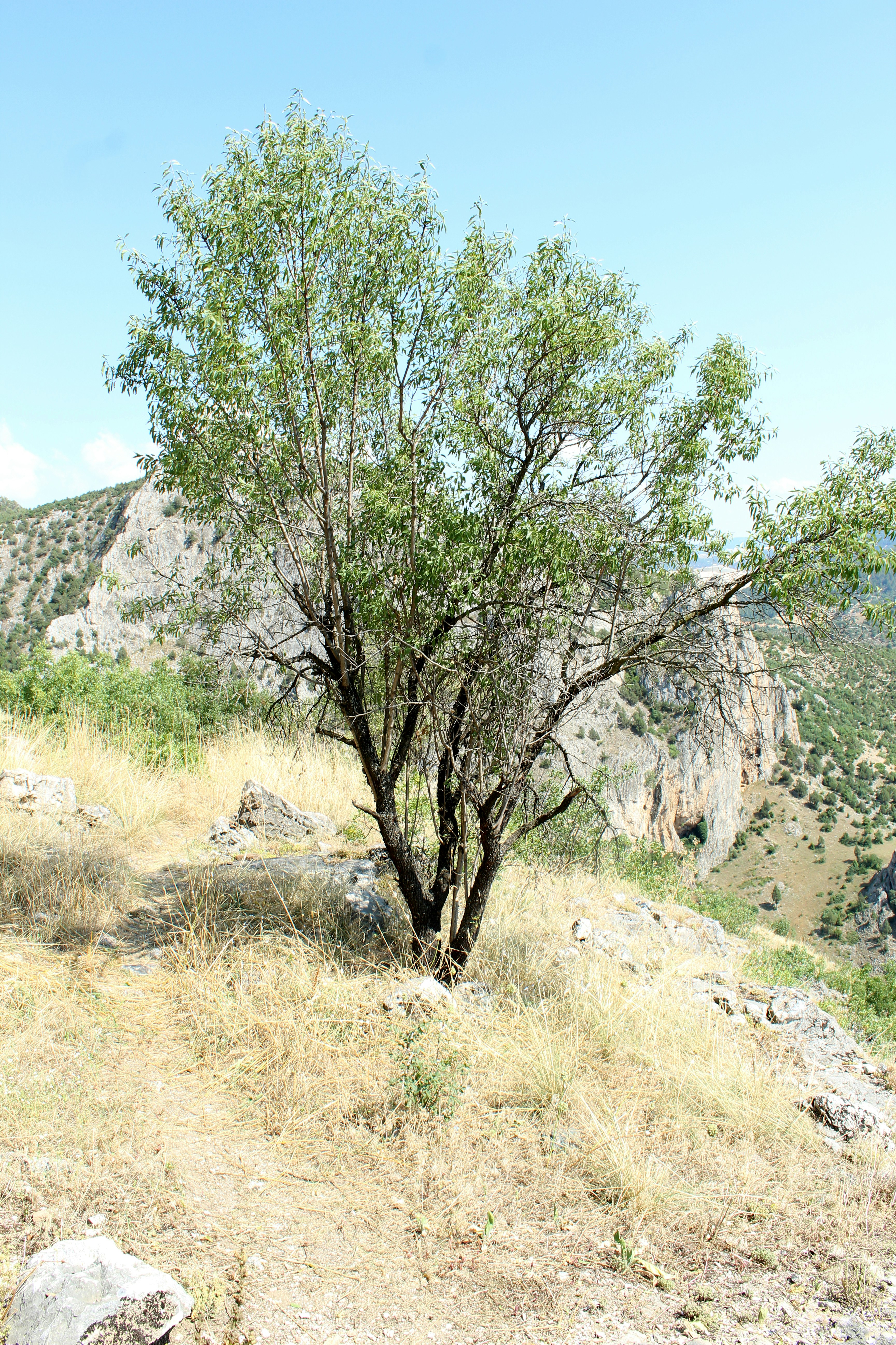 Green tree on brown grass field during daytime photo – Free Forest ...