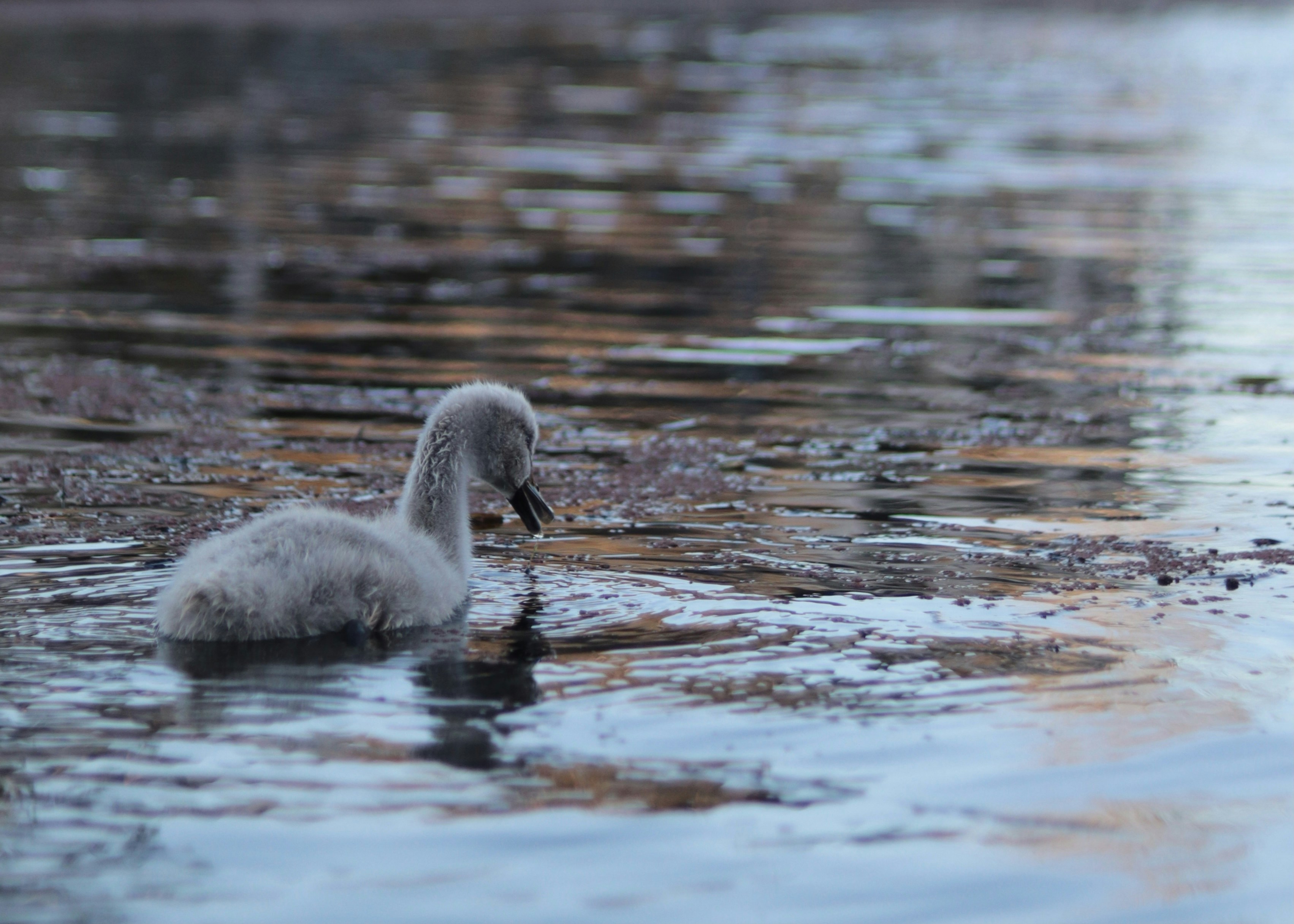 Puff of Dawn: A Baby Swan on a Quiet Reflective Shore