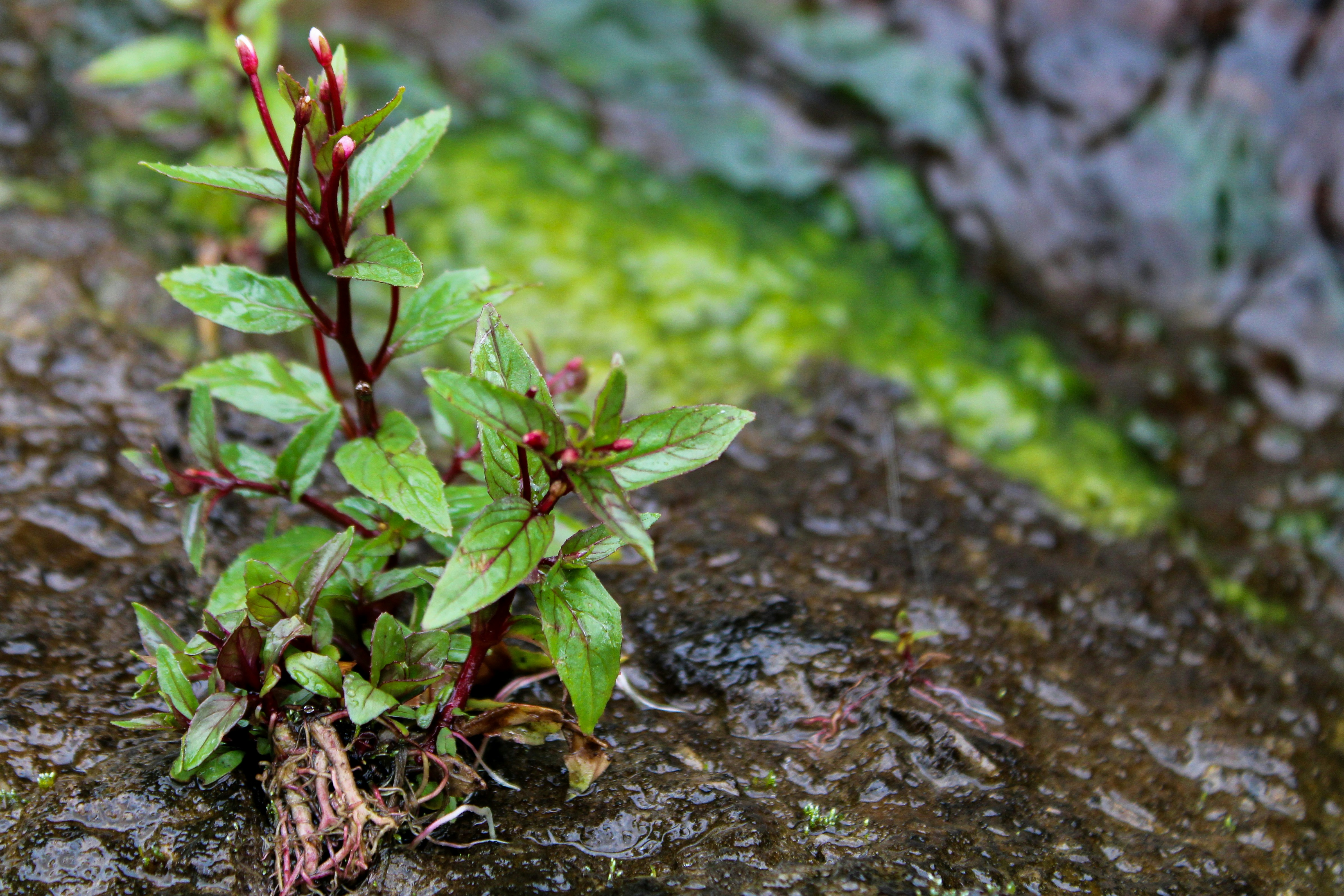 Plante rouge et verte sur le sol photo – Photo Fleuve Gratuite sur Unsplash