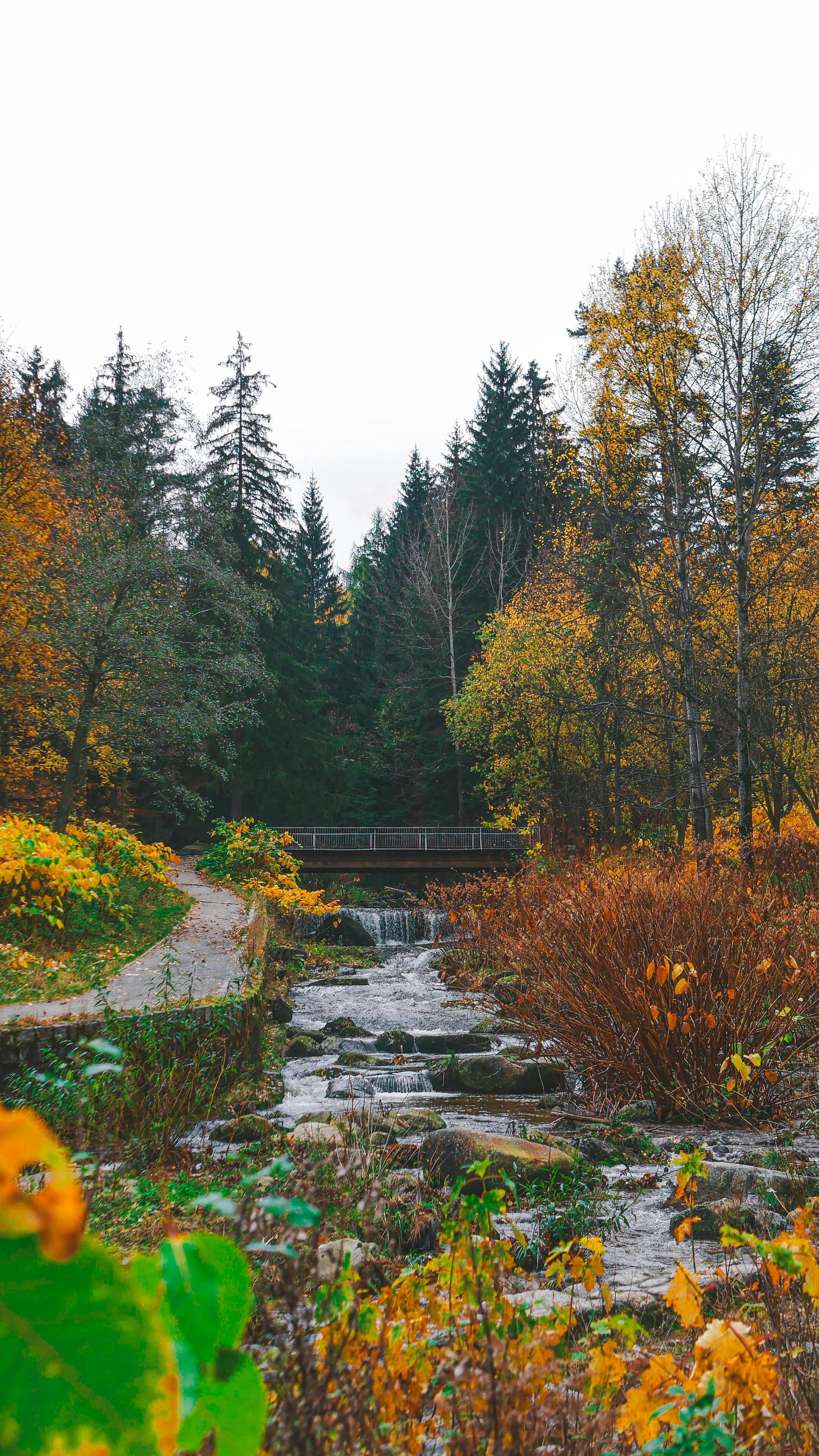 Autumn Streamside: A Quiet Walk Beneath Burnished Trees