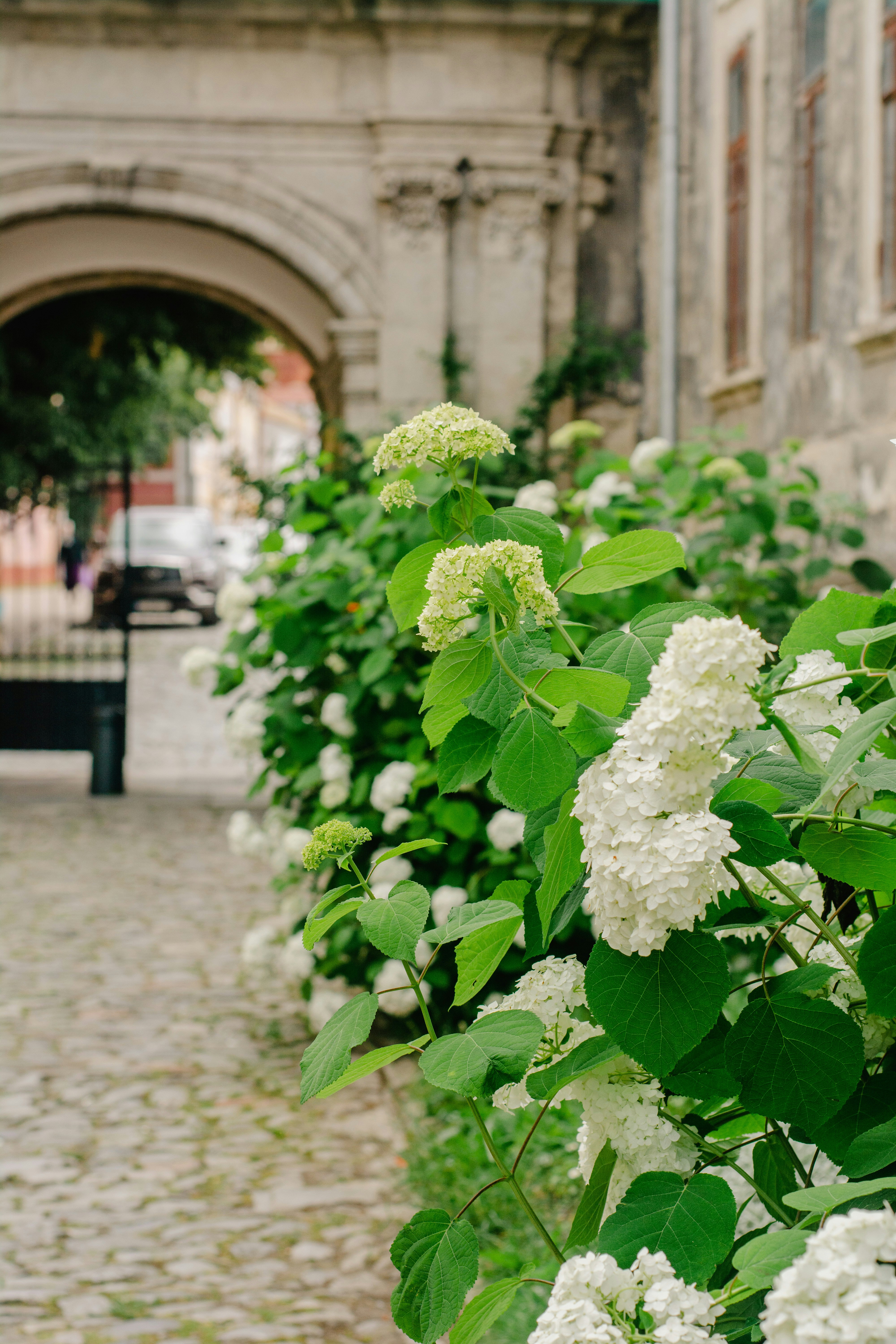 Hydrangea Row at a Cobblestone Archway