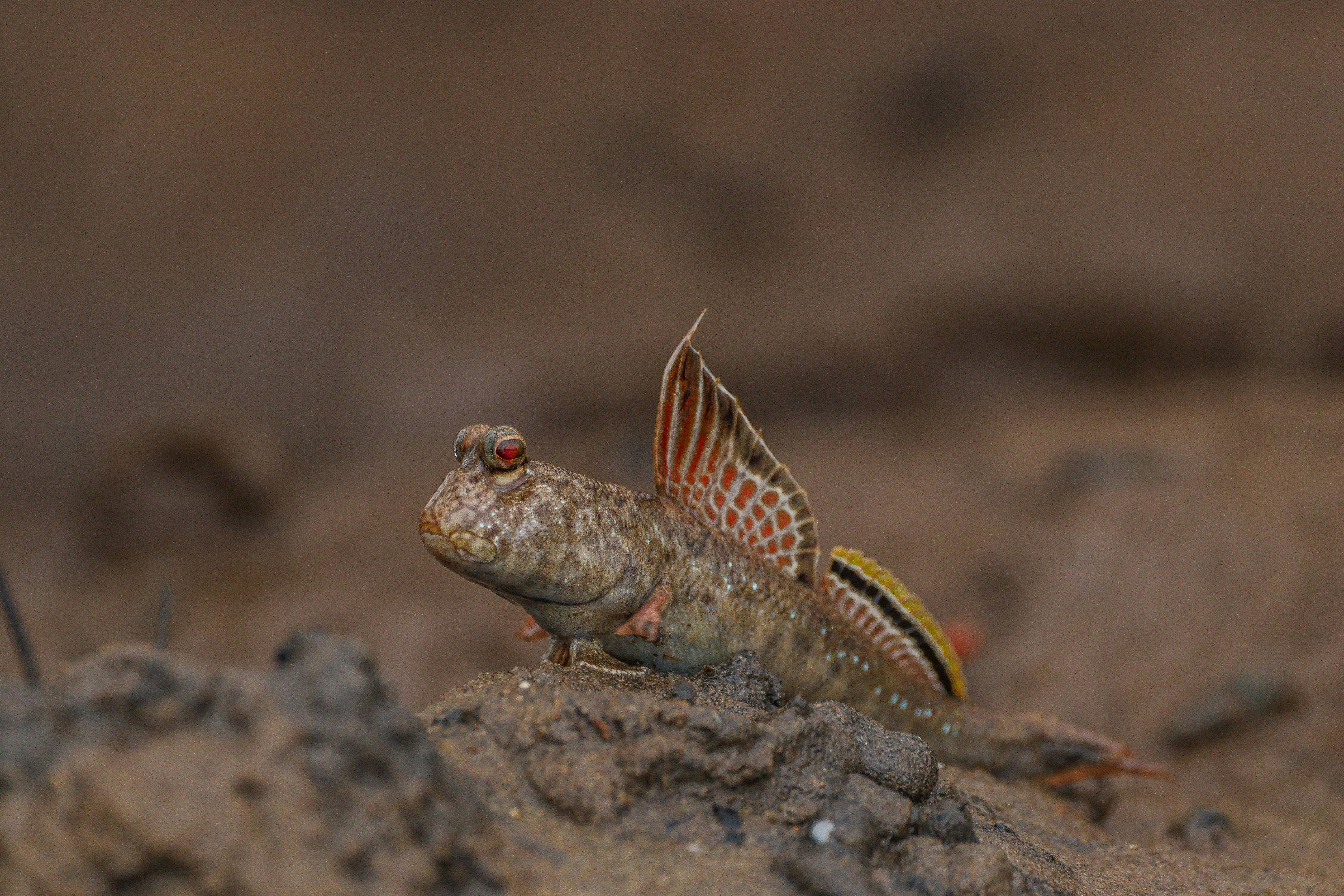 Mudskipper