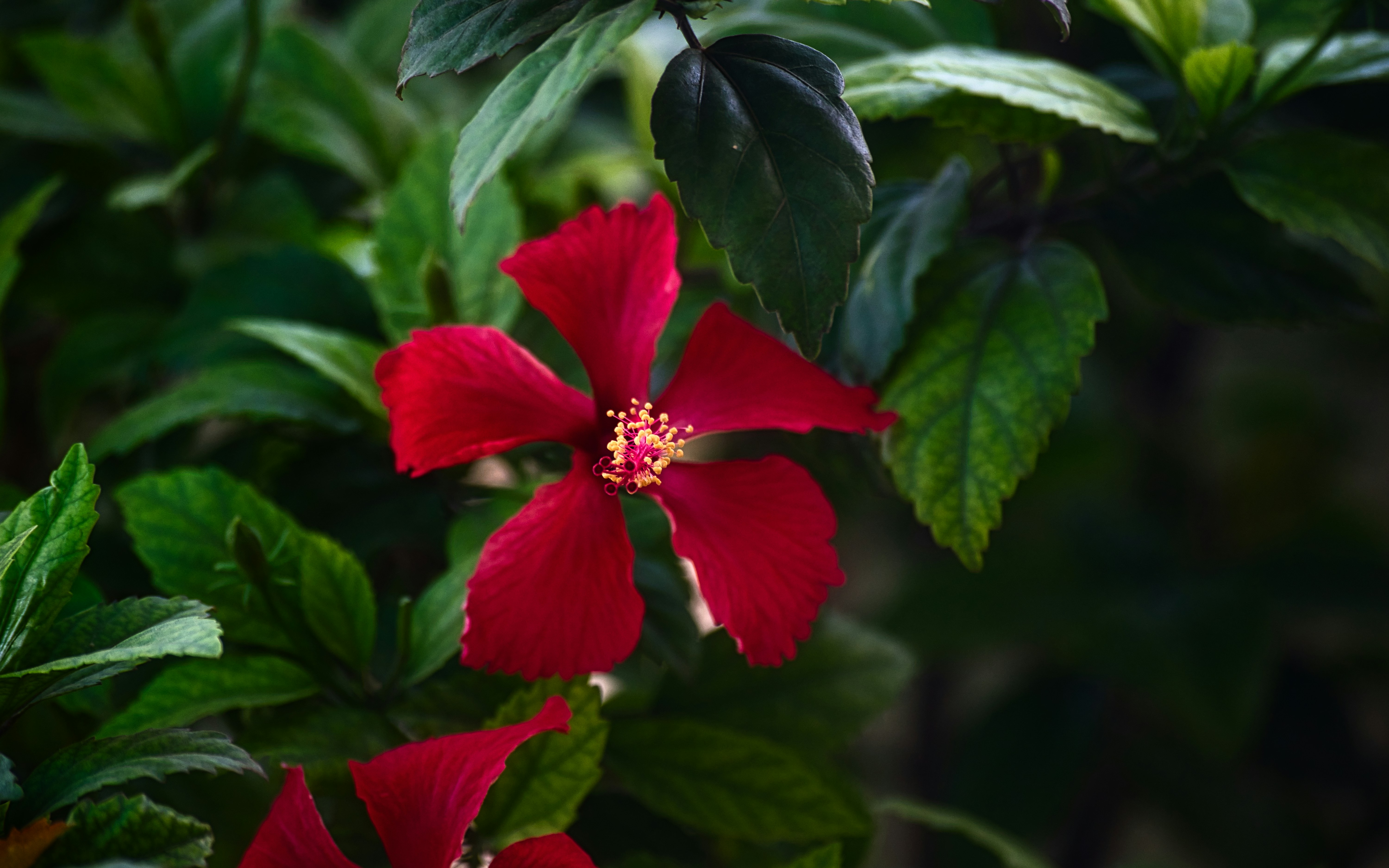 Red Hibiscus Bloom Framed by Glossy Green Leaves