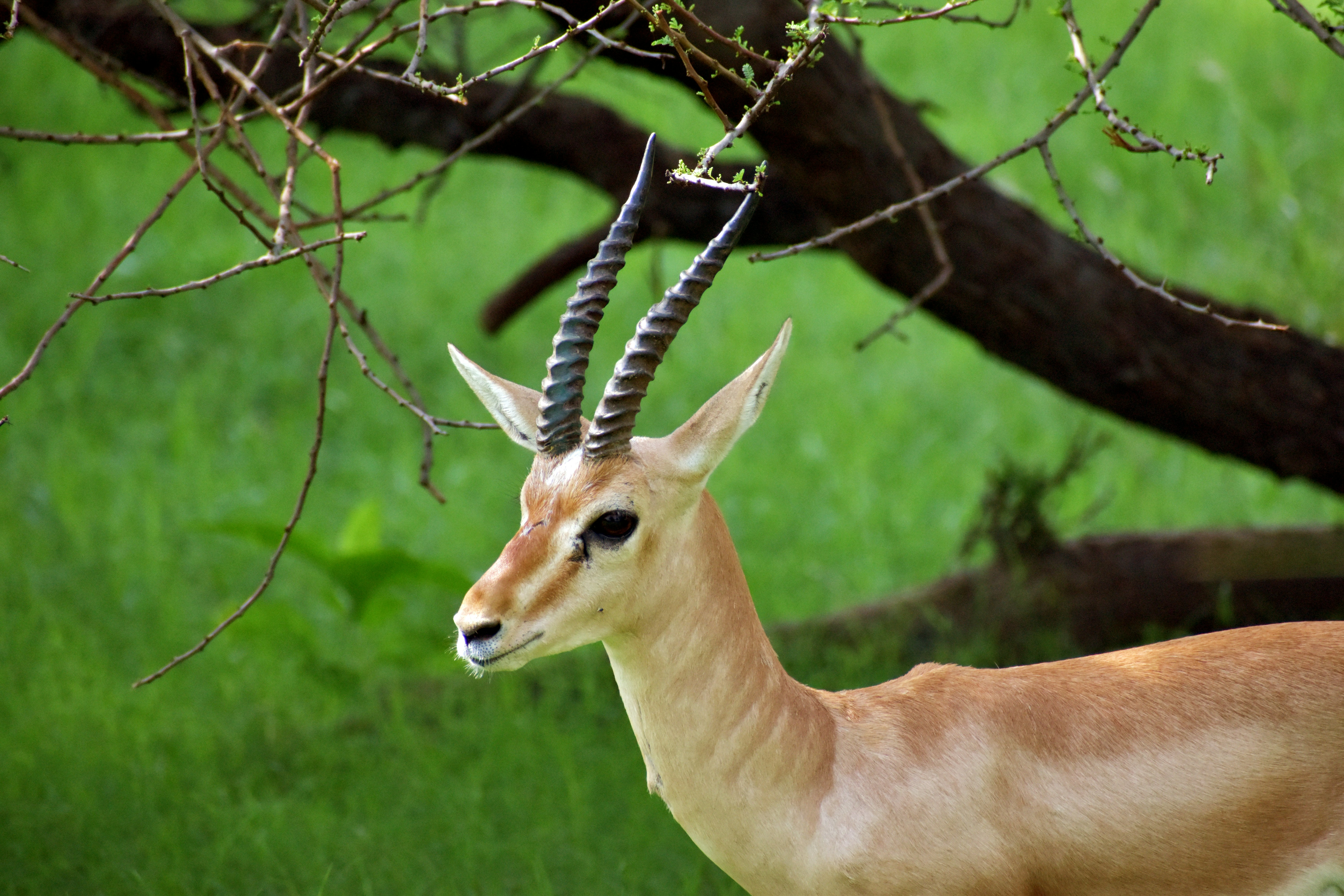 Verdant Gaze: Impala and the Twisted-Horn Silhouette