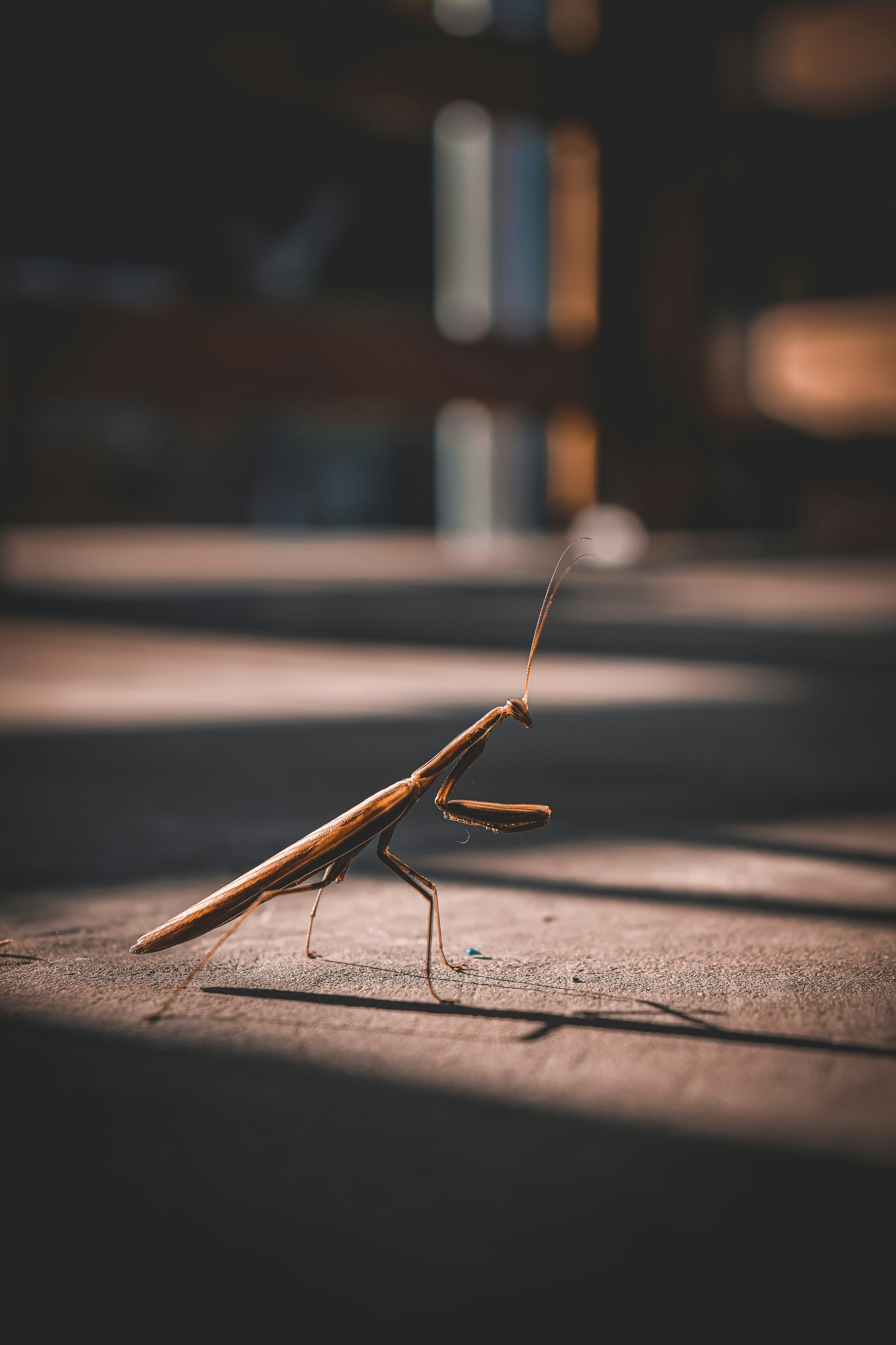 Brown praying mantis on grey concrete floor during daytime photo – Free ...