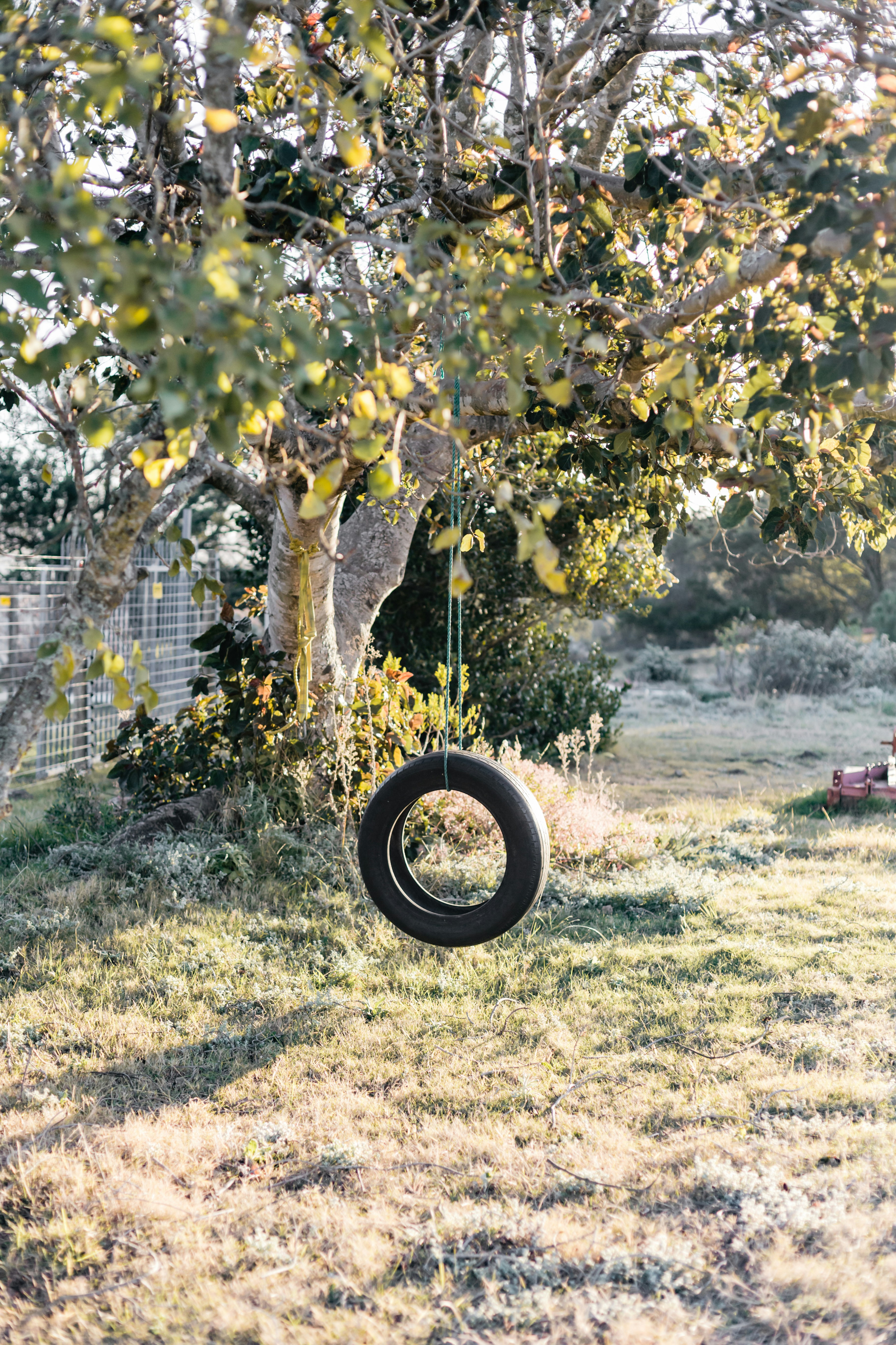 Tire Swing in Warm Evening Light