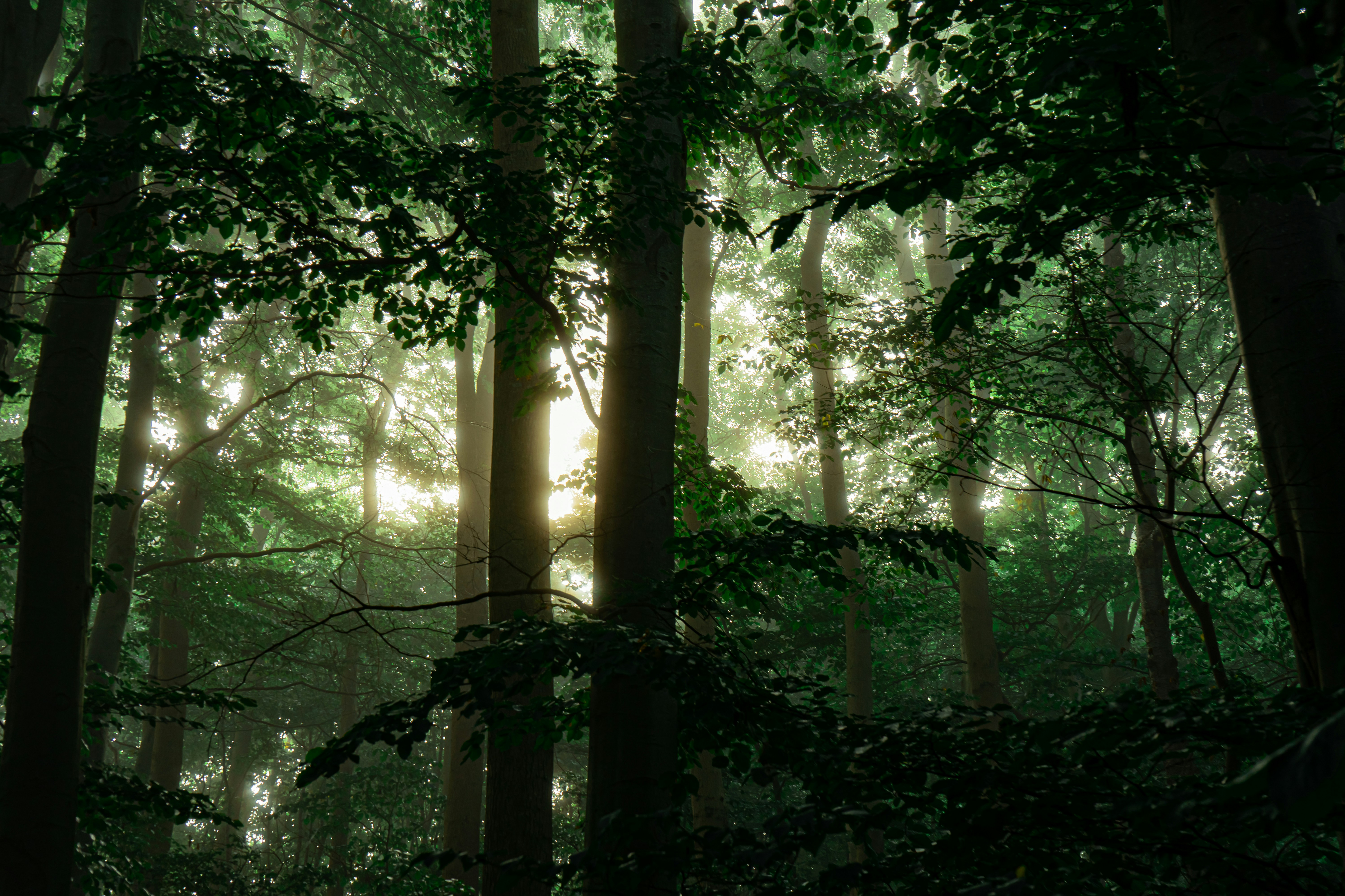 Sunlight filters through a dense forest, illuminating the trunks of trees amidst lush green foliage.