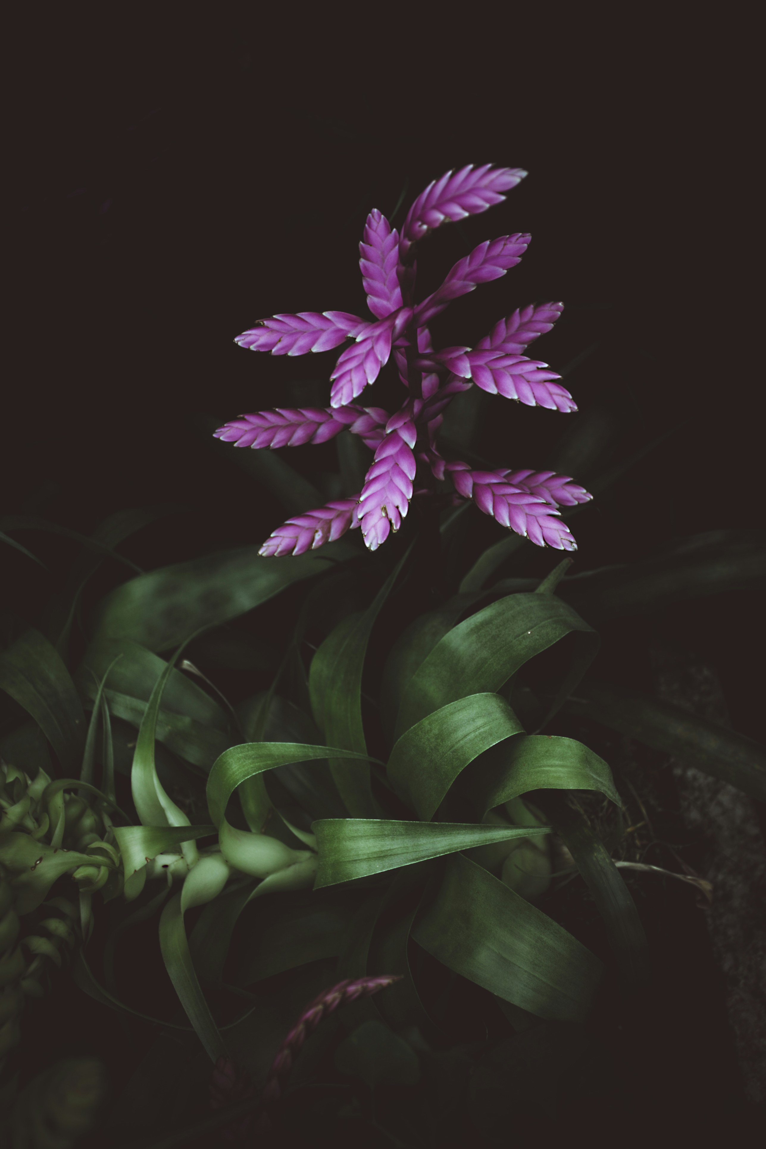 A vibrant purple flower emerges from lush green foliage, contrasting against a dark background, highlighting its unique structure and color.