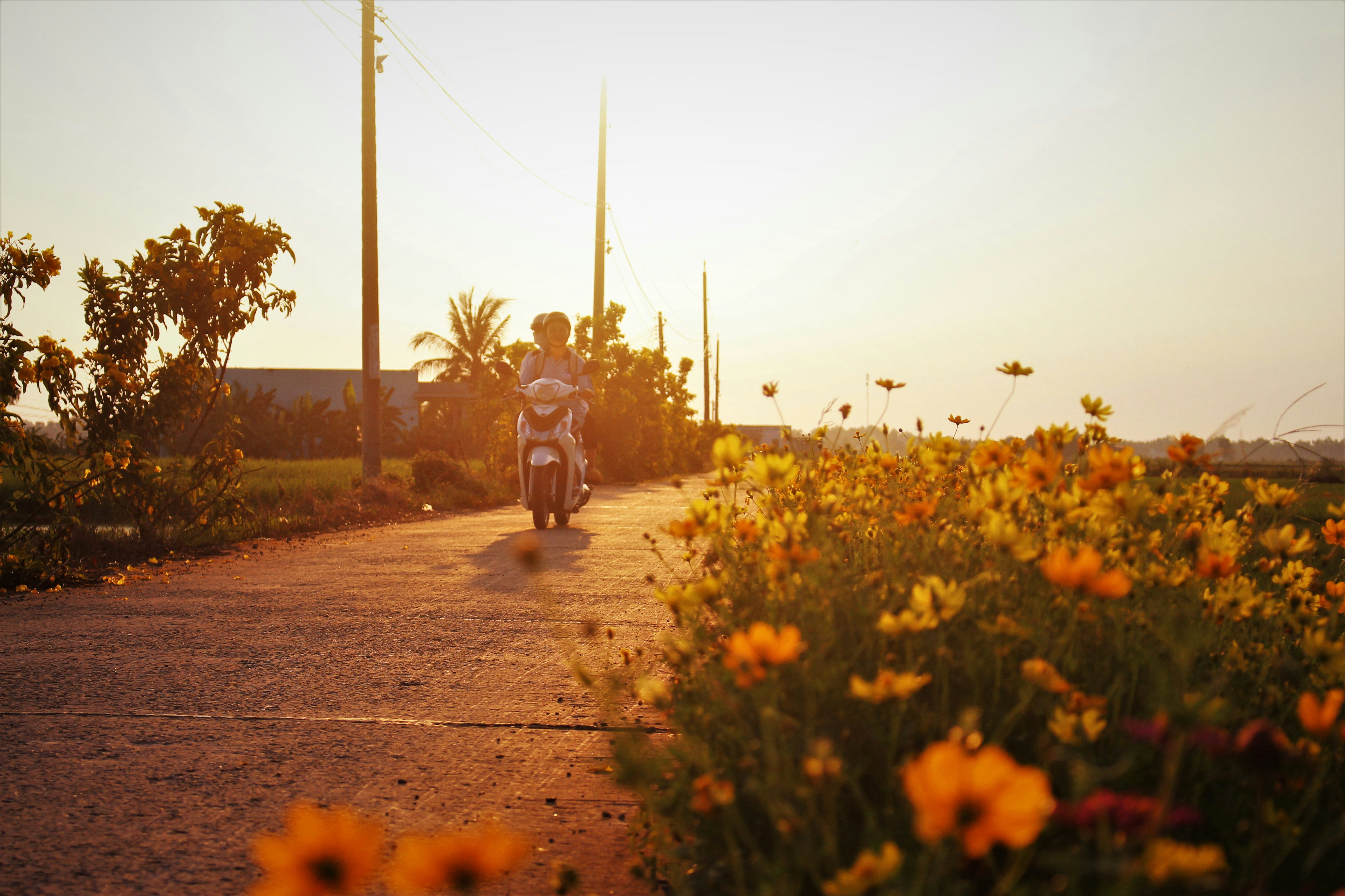 Dusk Rider on a Quiet Road Framed by a Field of Fireflowers