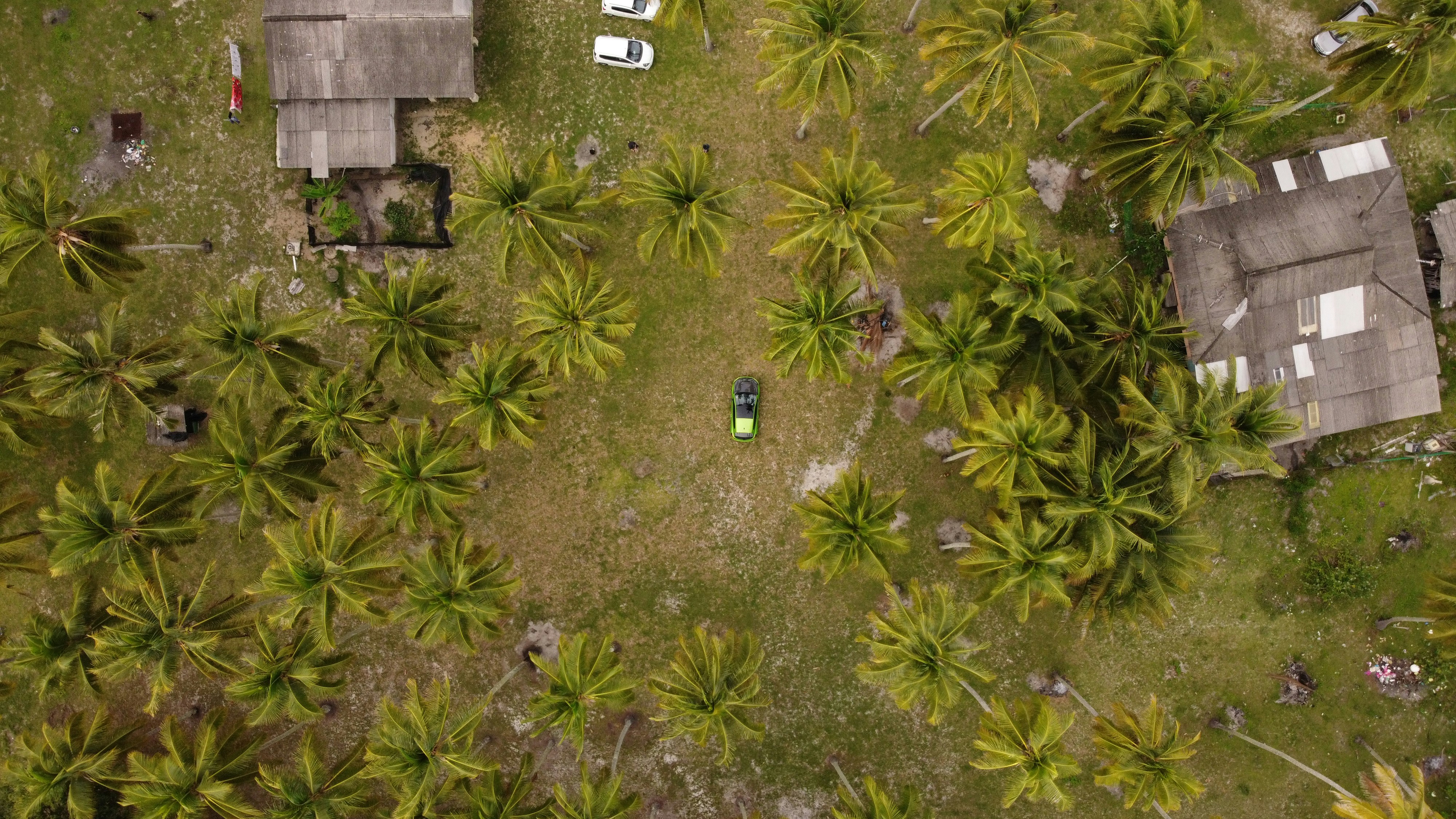 Green and yellow leaf plant photo – Free Batu rakit Image on Unsplash