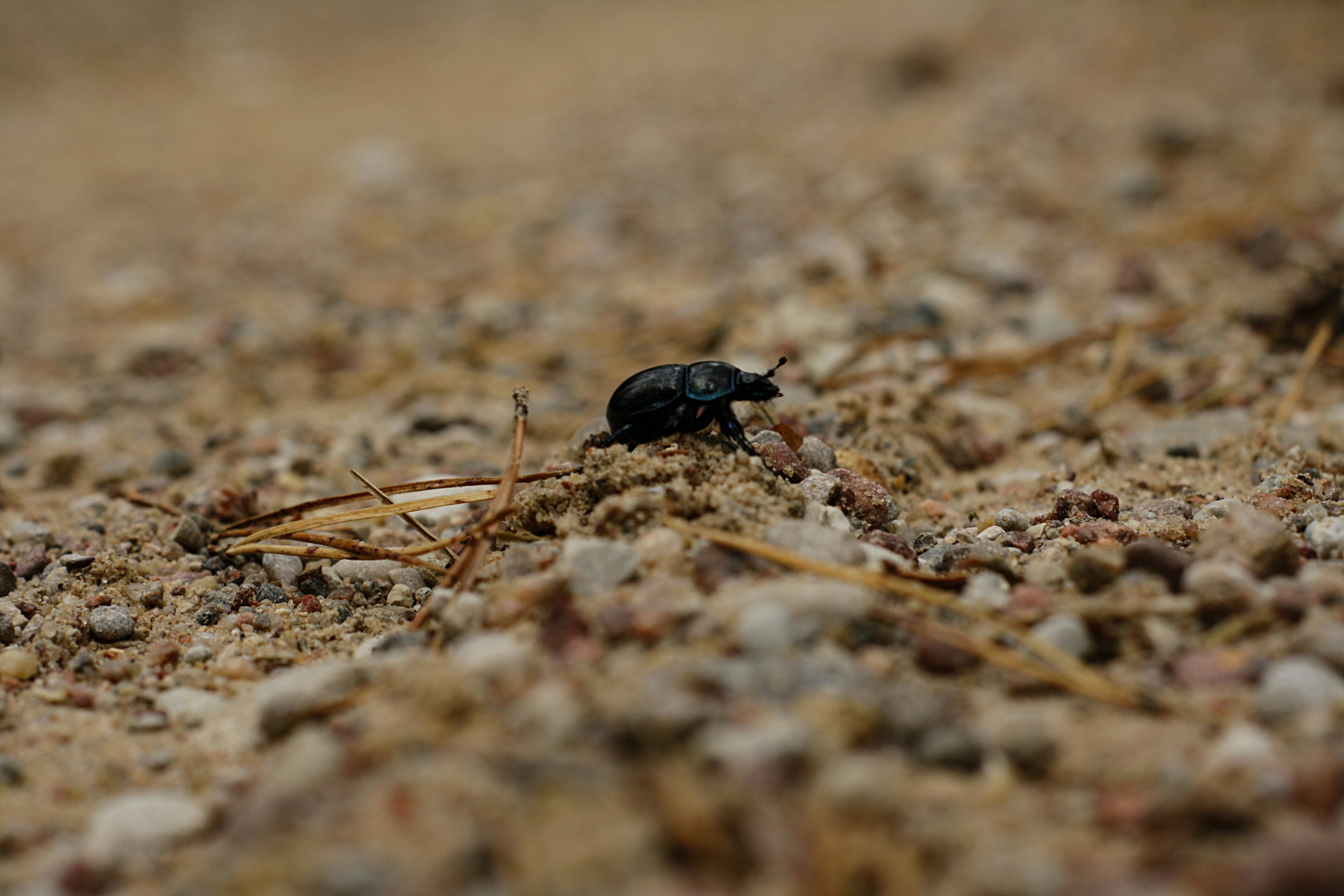 Forest beetle