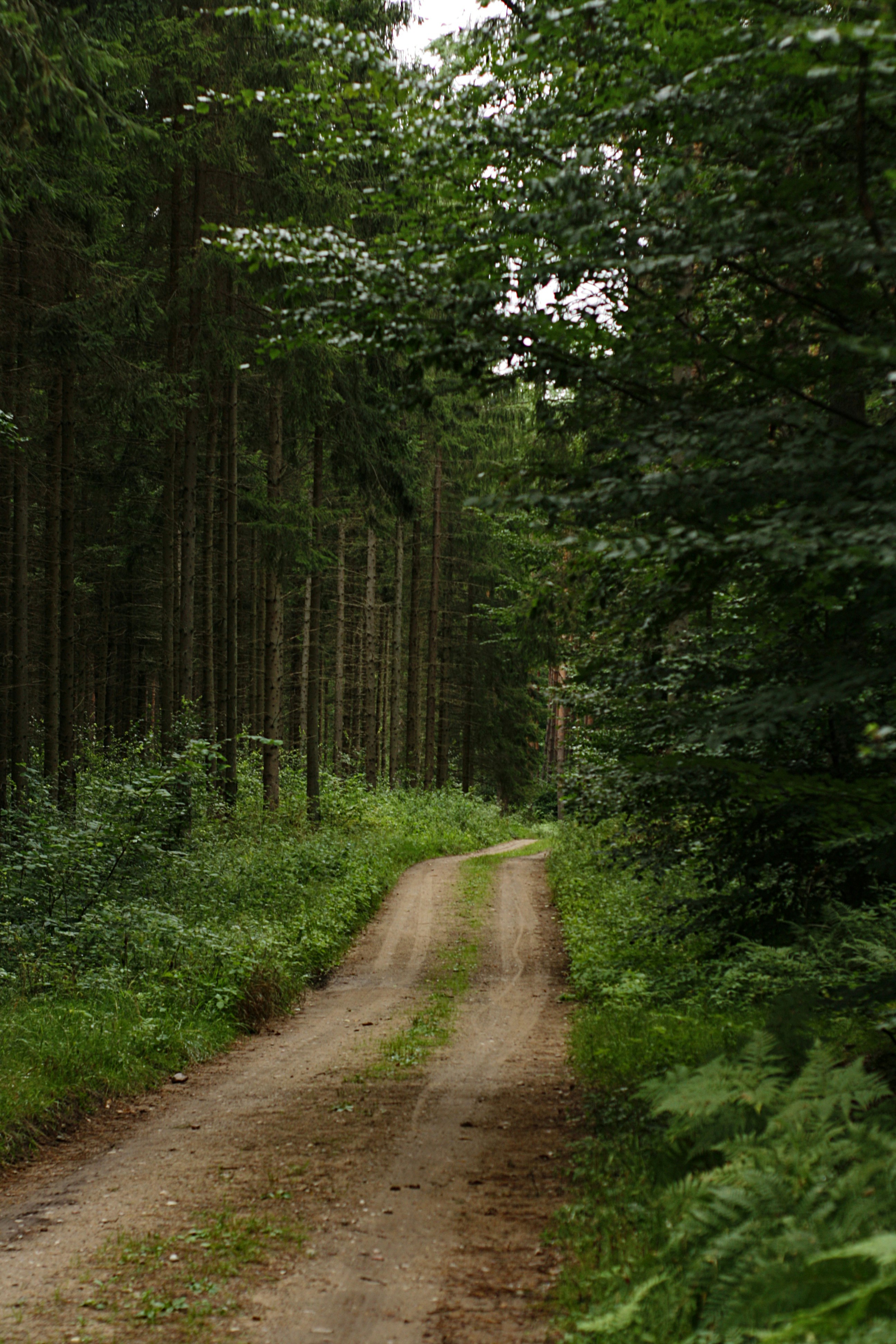 Brown dirt road in between green trees during daytime photo – Free ...