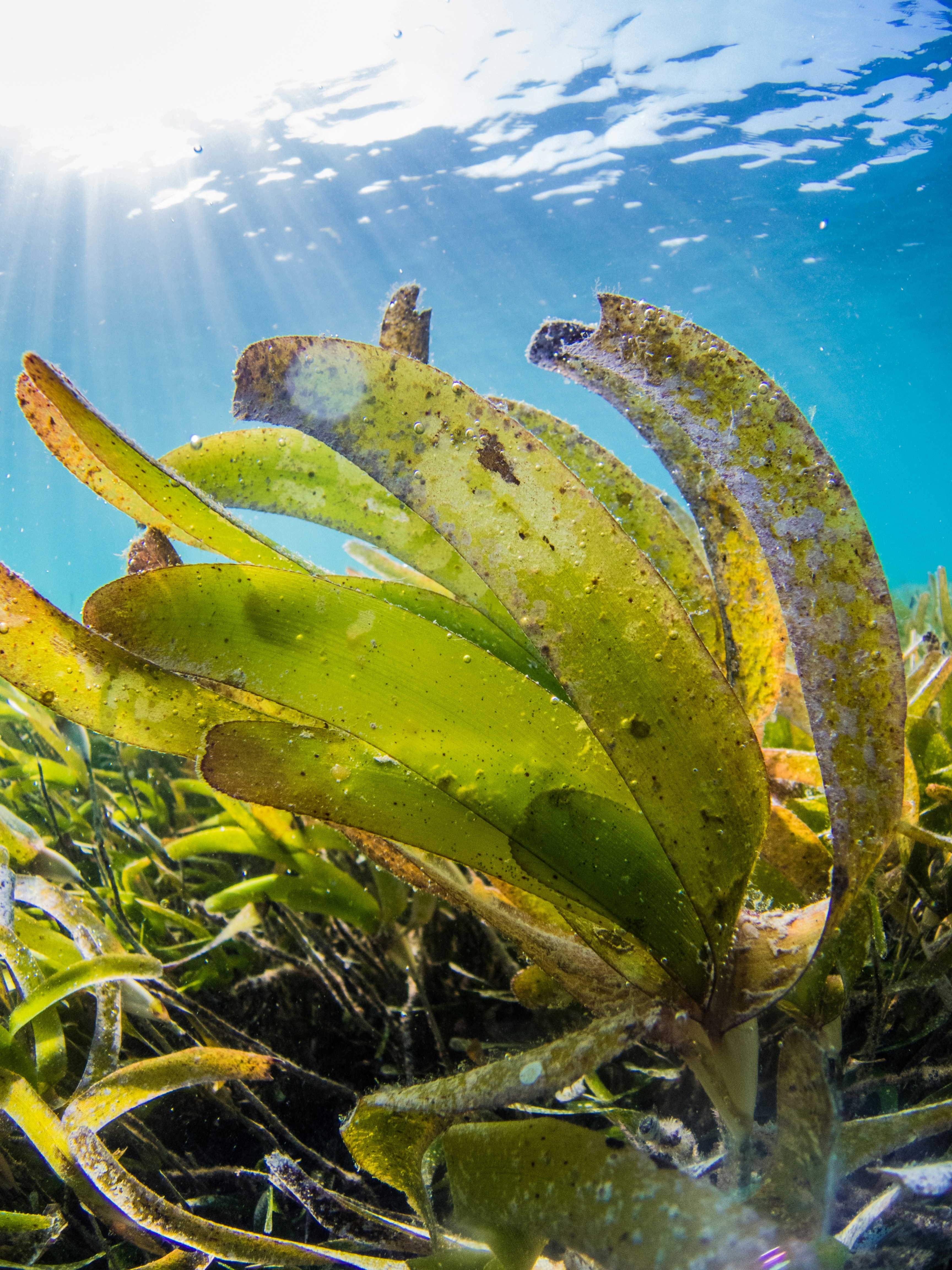 Seagrass Pictures | Download Free Images on Unsplash