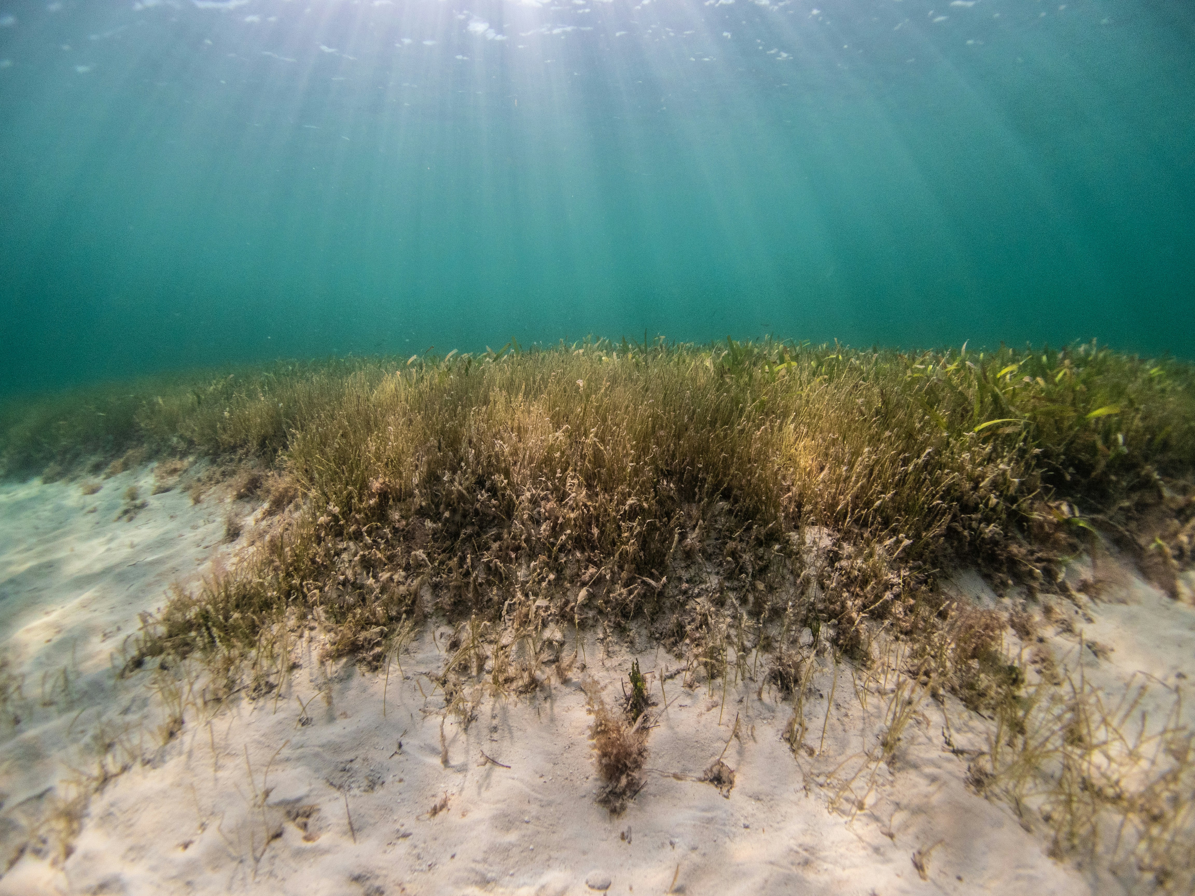 Underwater view of sun rays illuminating seagrass beds on sandy ocean floor.