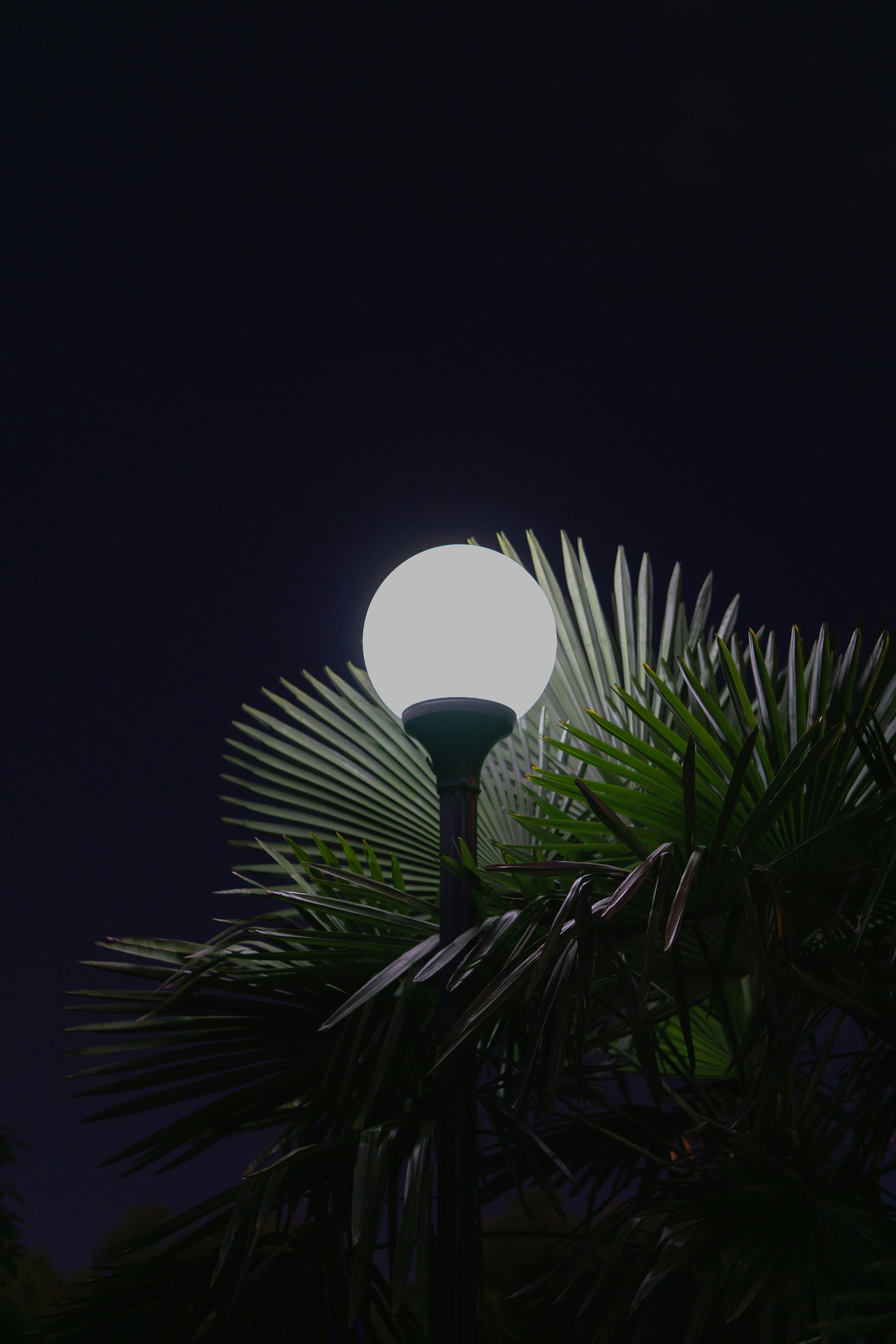 Glowing Orbs in Night Garden: A Lantern amid Palm Fronds