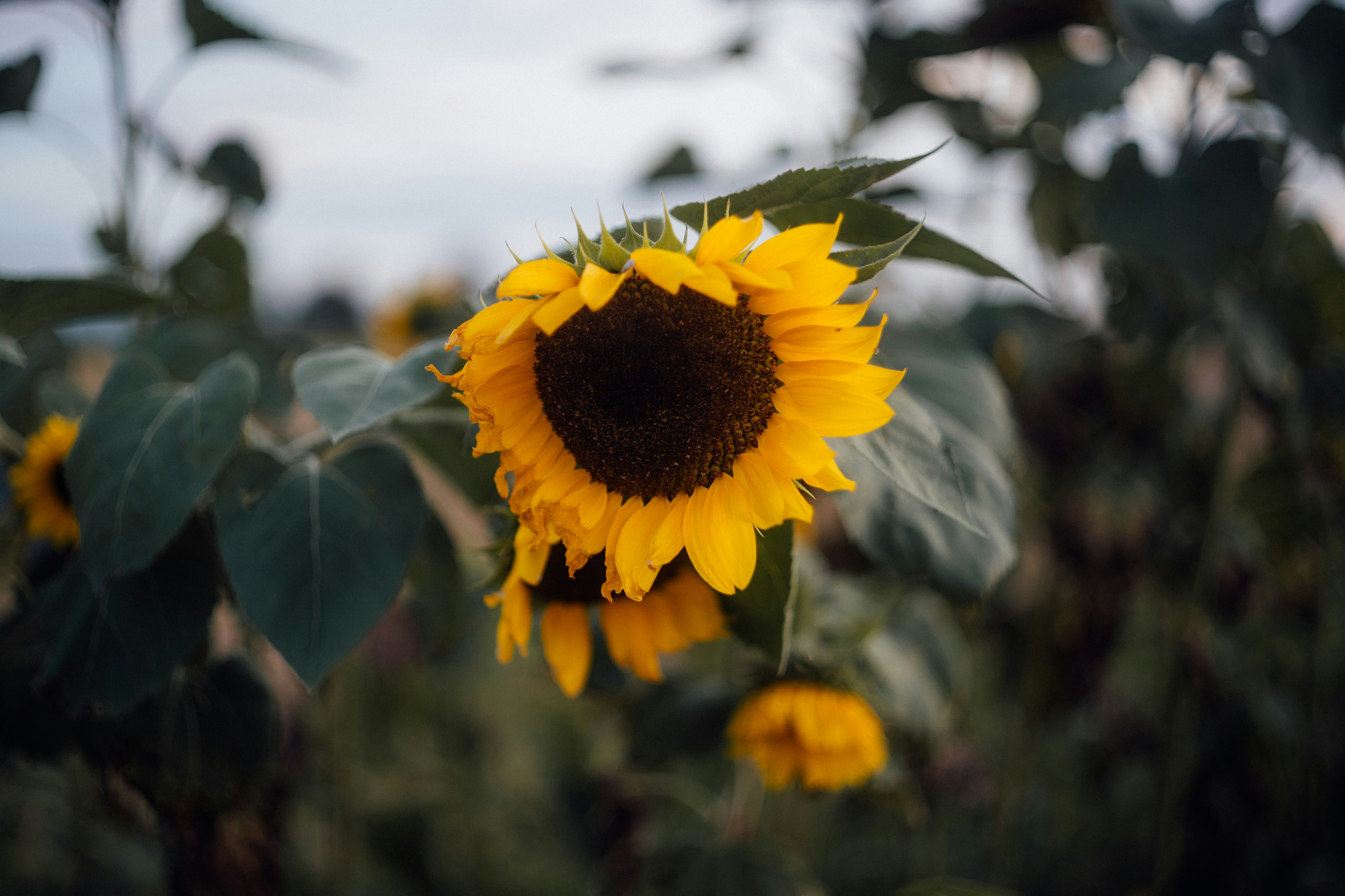 Yellow sunflower in tilt shift lens photo – Free Germany Image on Unsplash