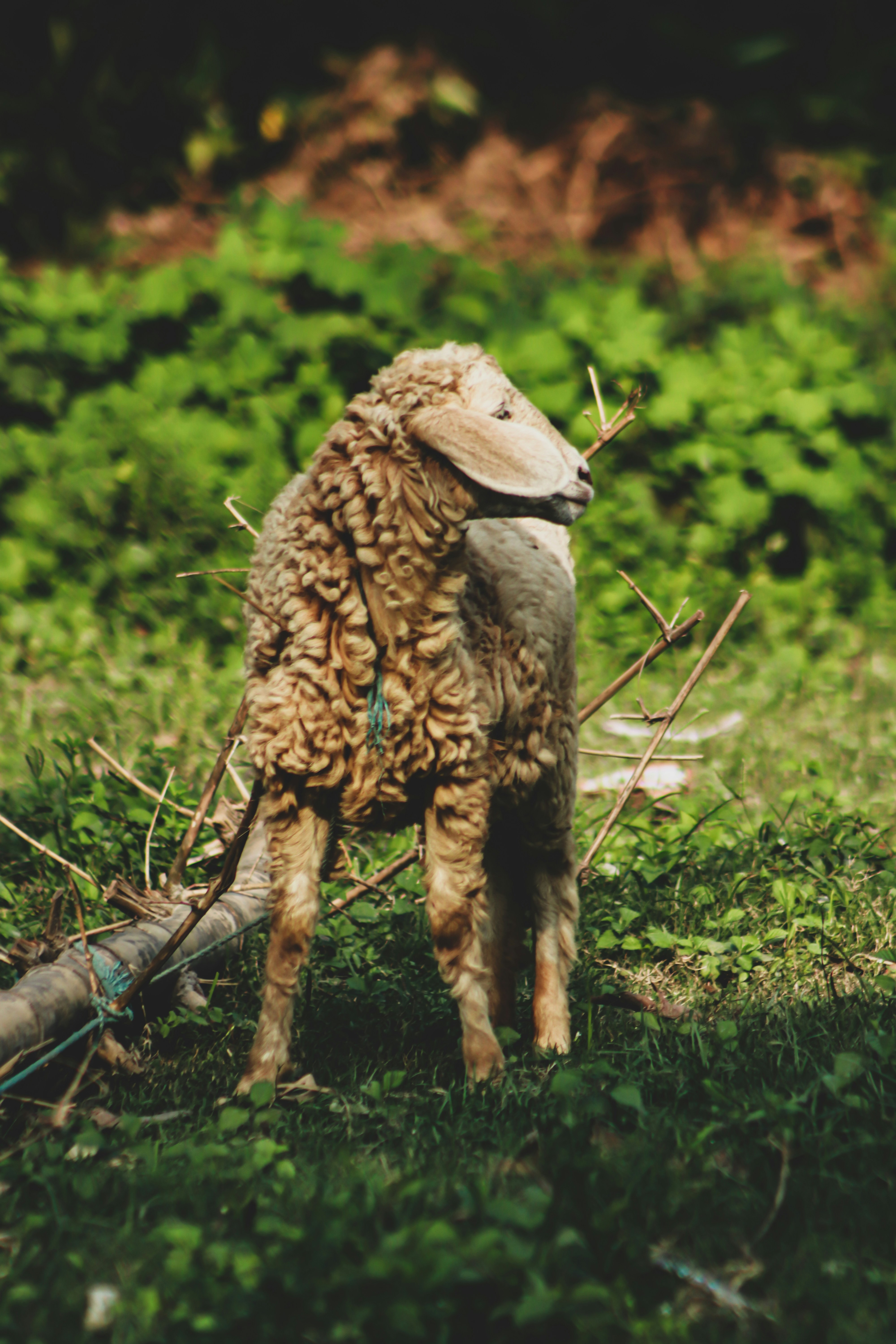 Untamed Wool and Branches: A Ram in the Clearing