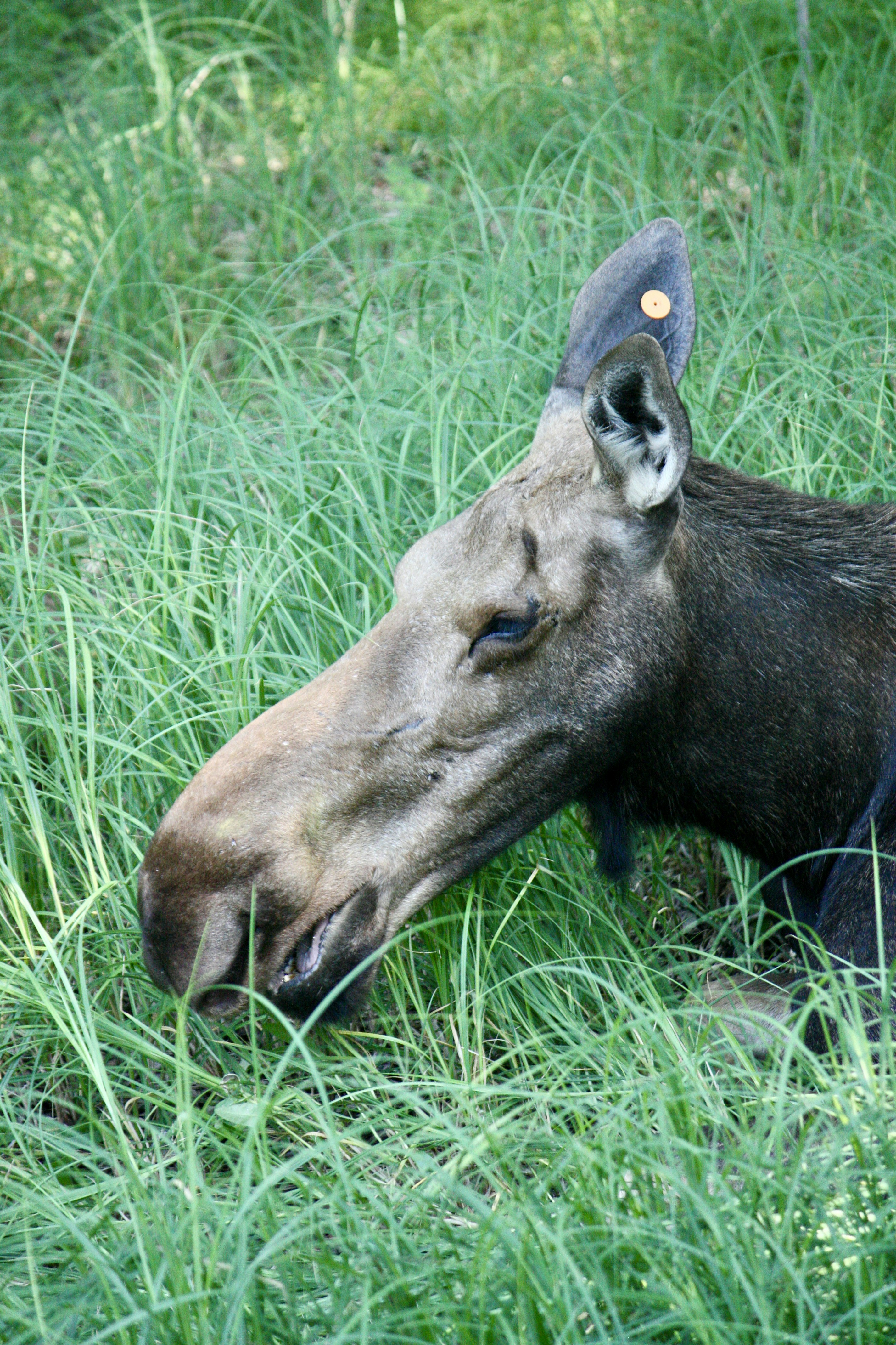 Moose Veiled in Emerald Grass: Resting in a Quiet Meadow
