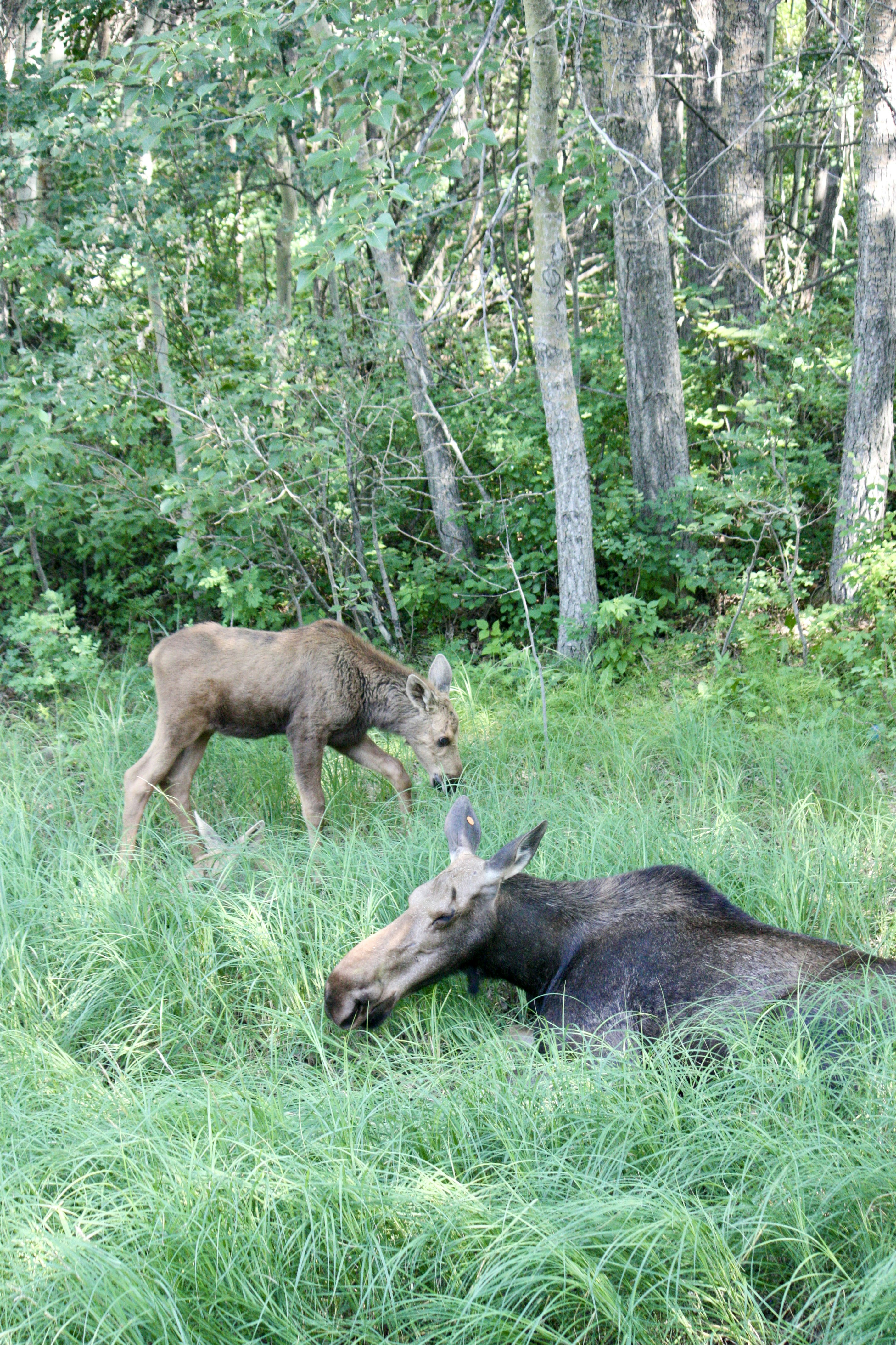 Ciervo marrón en un campo de hierba verde durante el día foto – Imagen ...