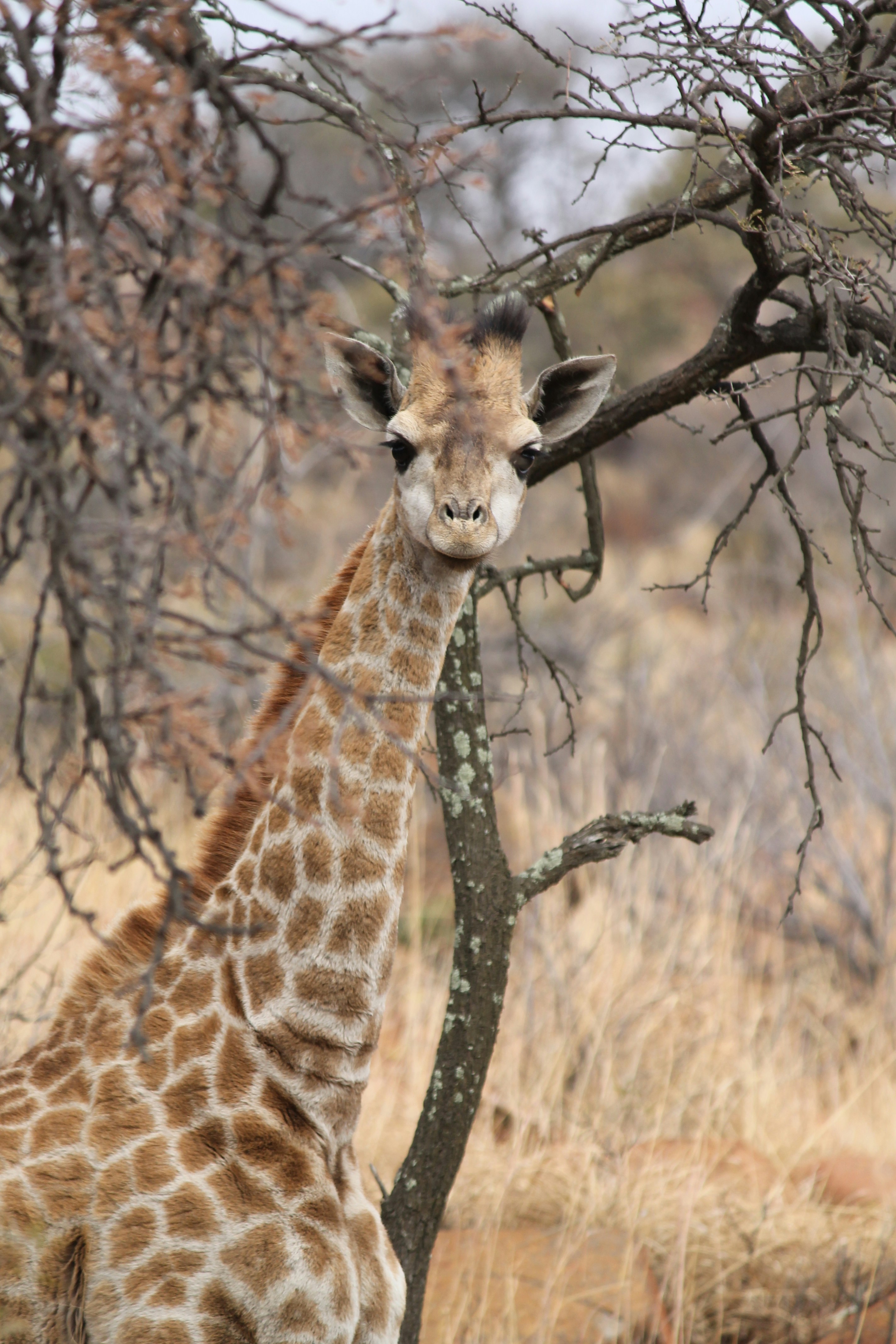 Giraffe peering through a sparse tree, showcasing its unique patterns against a backdrop of dry grassland.
