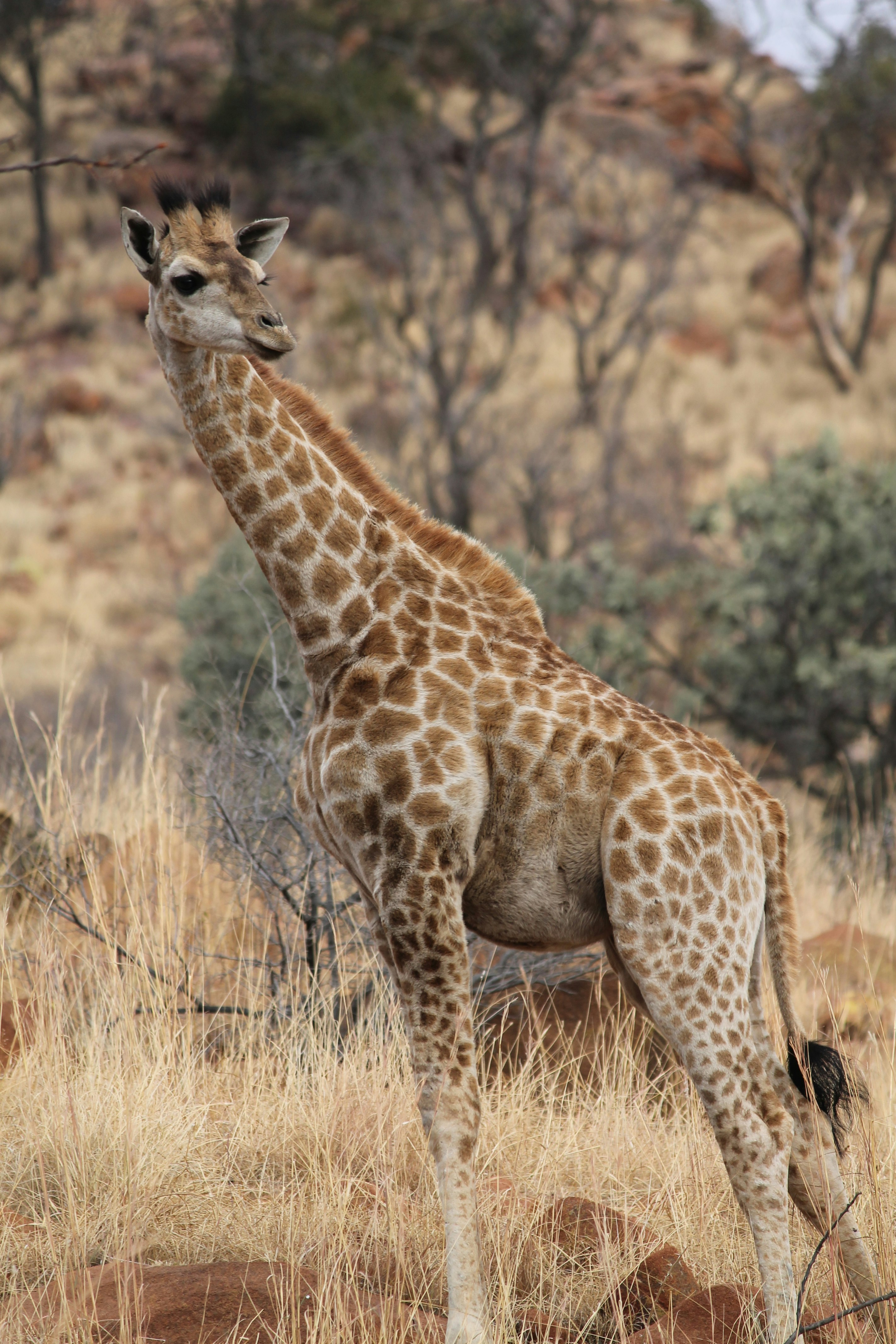 Girafe sur un champ d’herbe brune pendant la journée photo – Image ...
