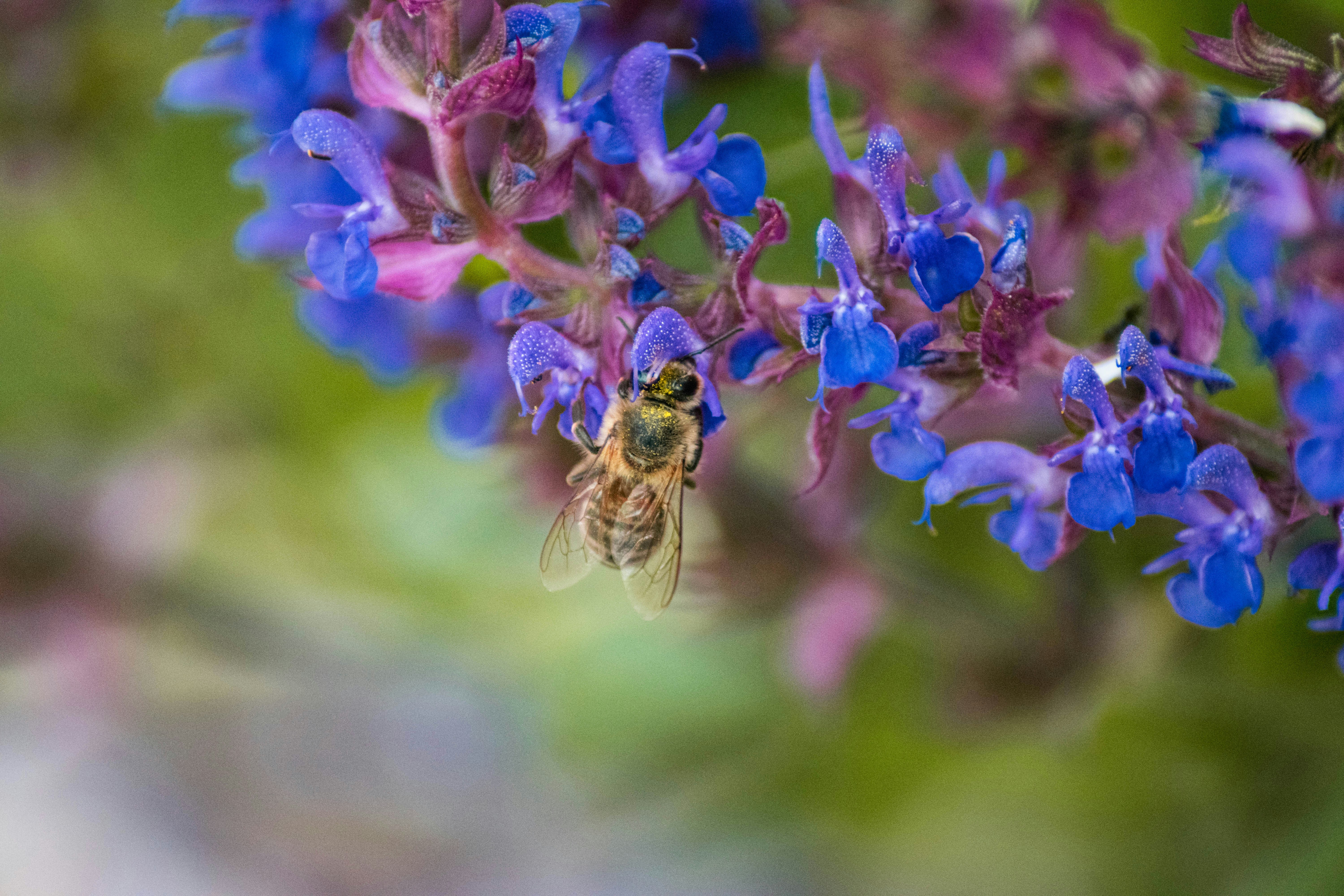 A bee delicately hovers near vivid blue flowers, showcasing the intricate relationship between pollinators and flora.
