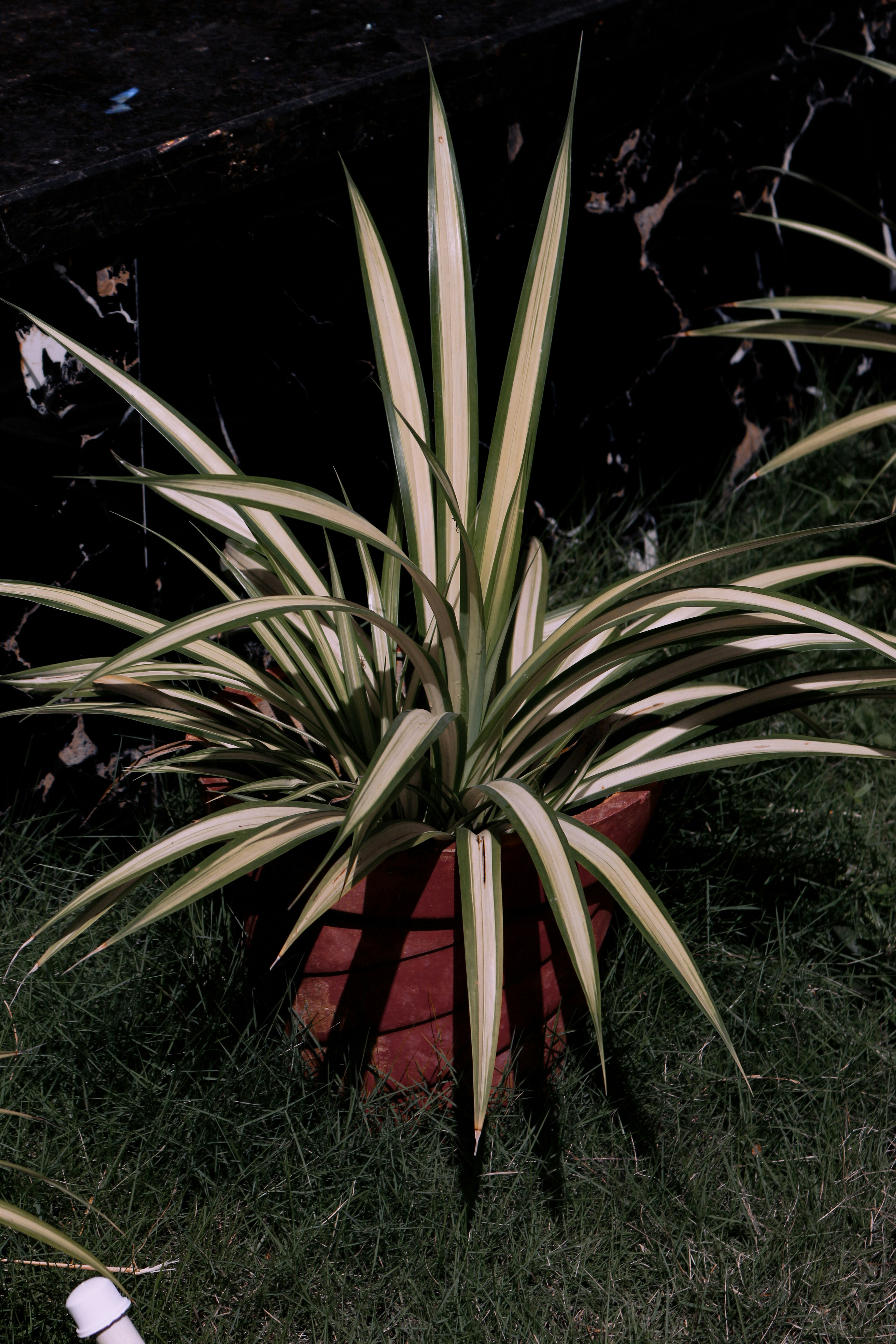 Midnight Spotlight on a Variegated Spider Plant in a Red Pot