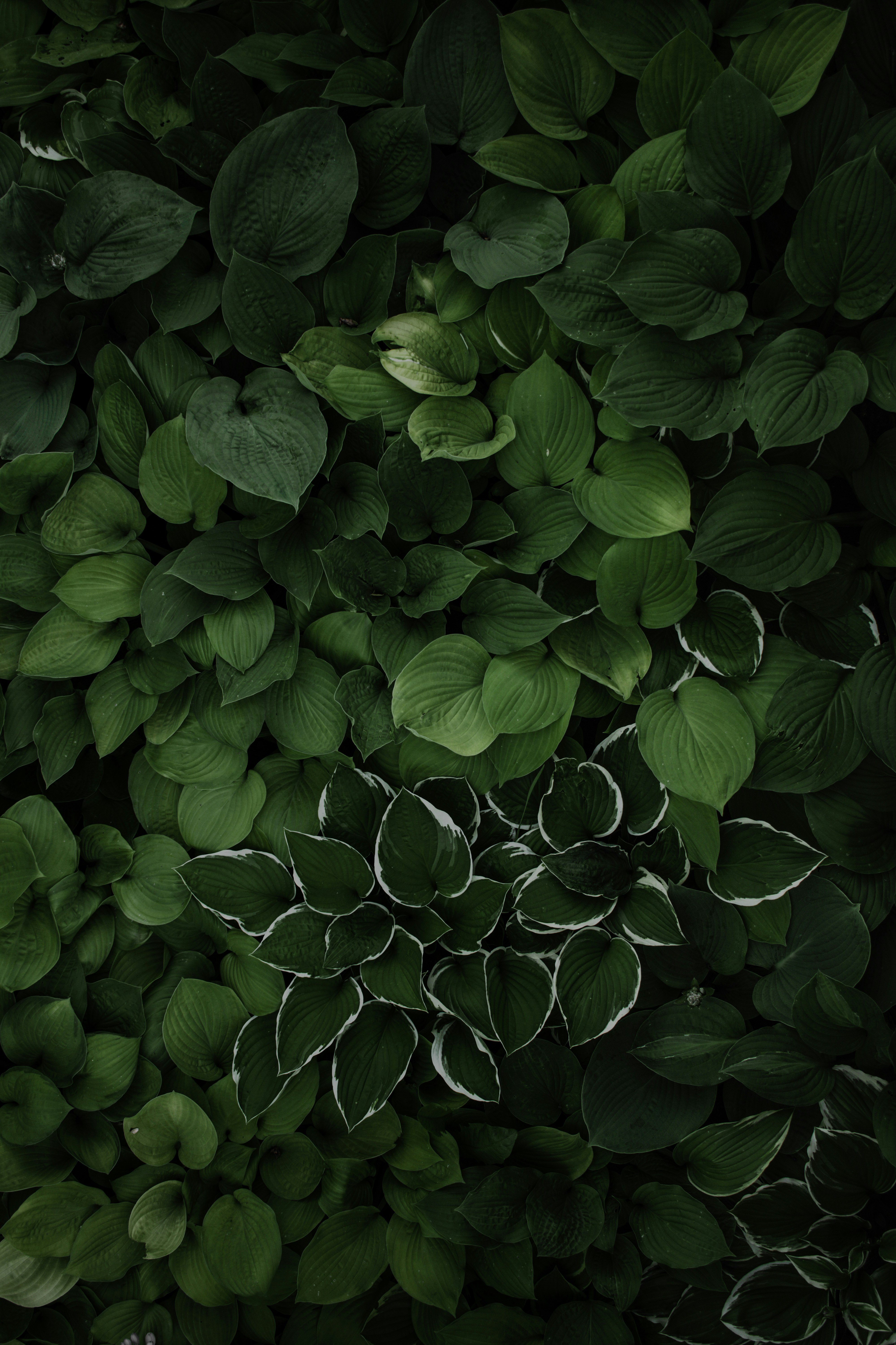 Textures - Greenery | 11 best free greenery, texture, plant and pattern ...