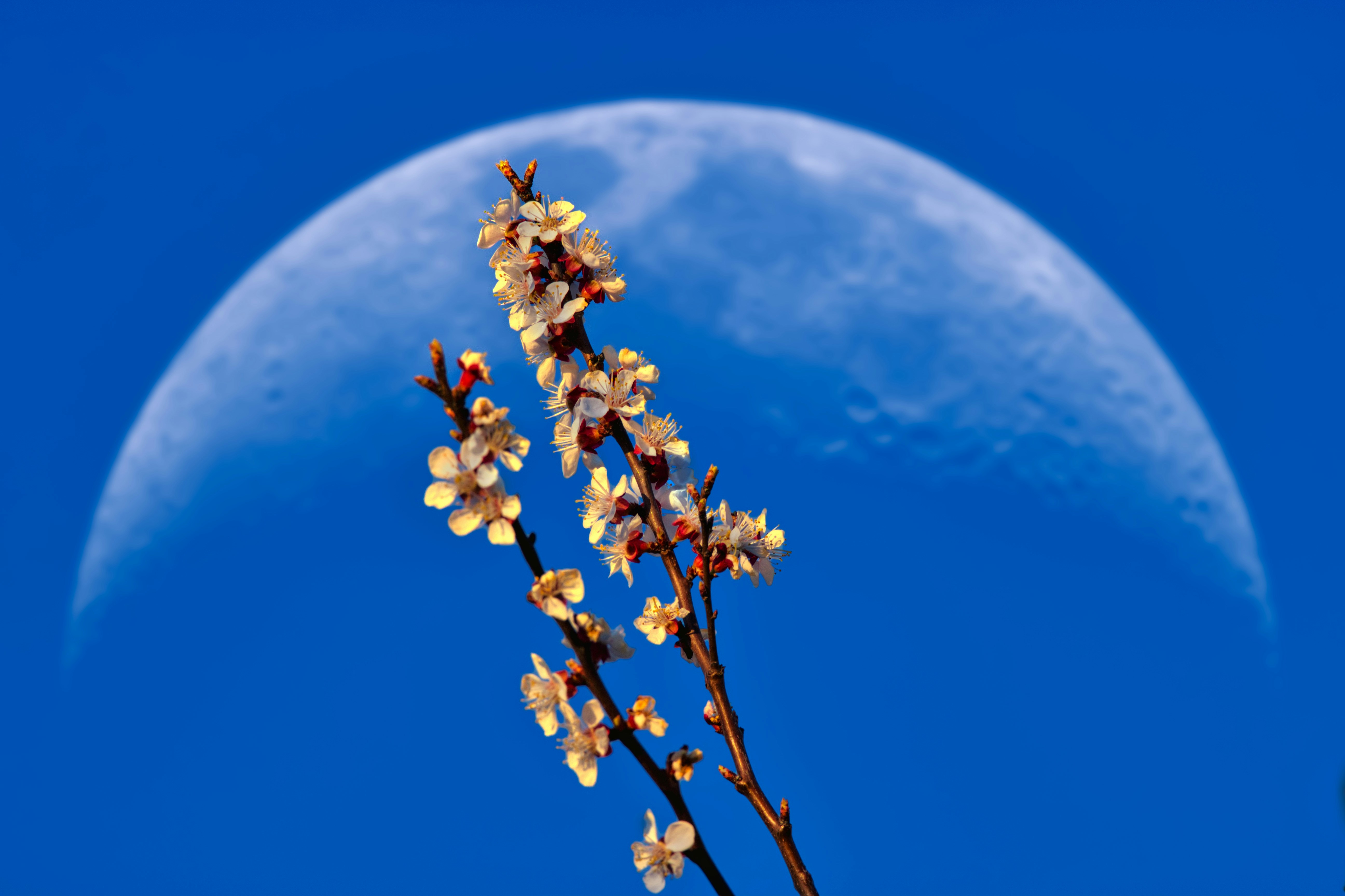 Delicate cherry blossoms in the foreground with a large, luminous moon in the background against a clear blue sky.